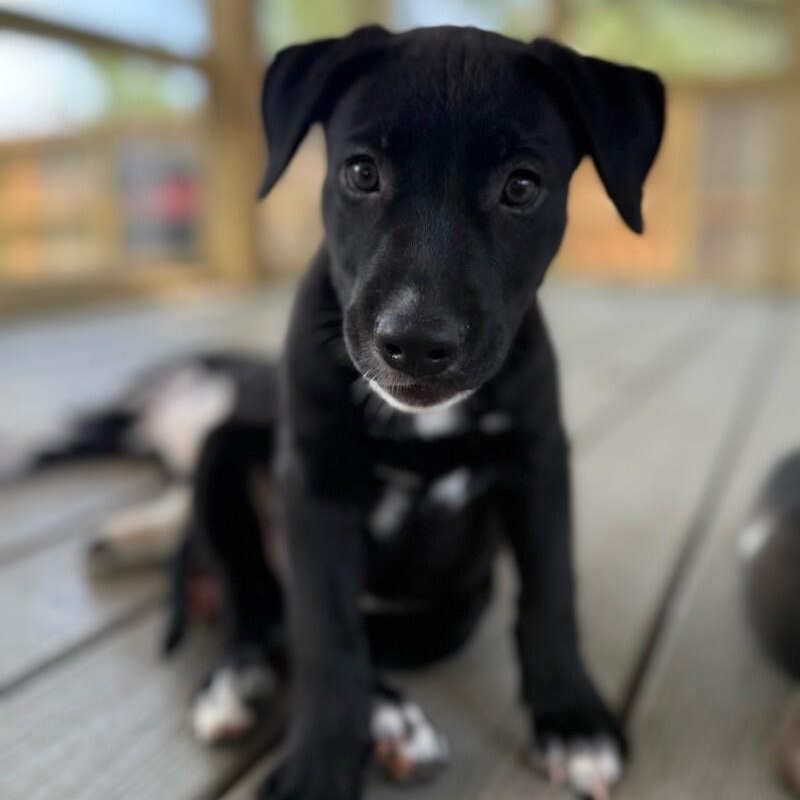 Dog for adoption - Daiquiri Matilda Is More Fun Than A Umbrella Drink ...