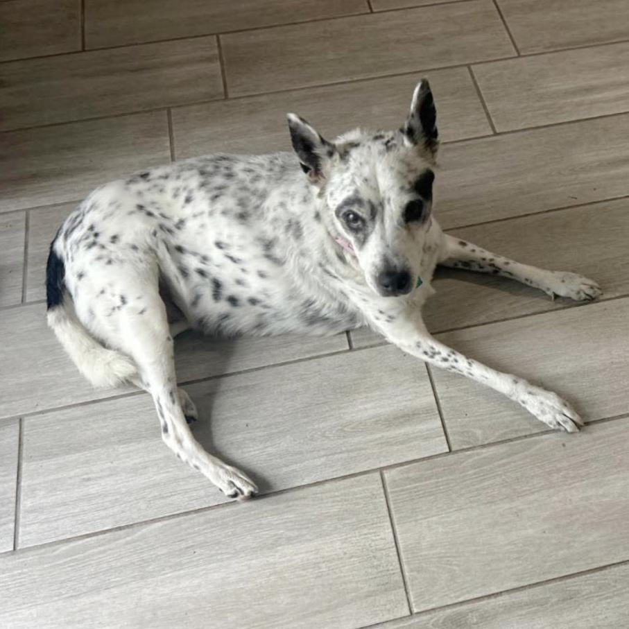 Dog for adoption - Lainey, a Mixed Breed in Albany, NY | Petfinder