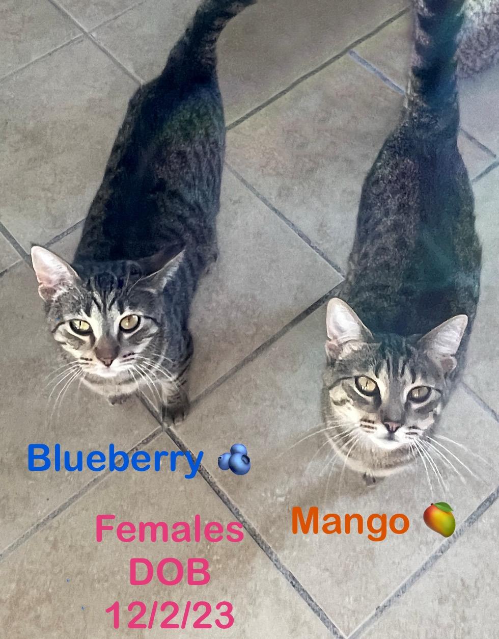 Available Cats - The A.R.K - Animal Recycling Kennel