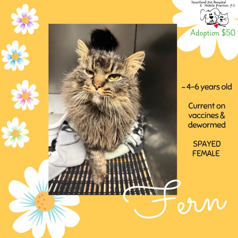 Cat for adoption - Fern, a Domestic Long Hair in Story City, IA | Petfinder