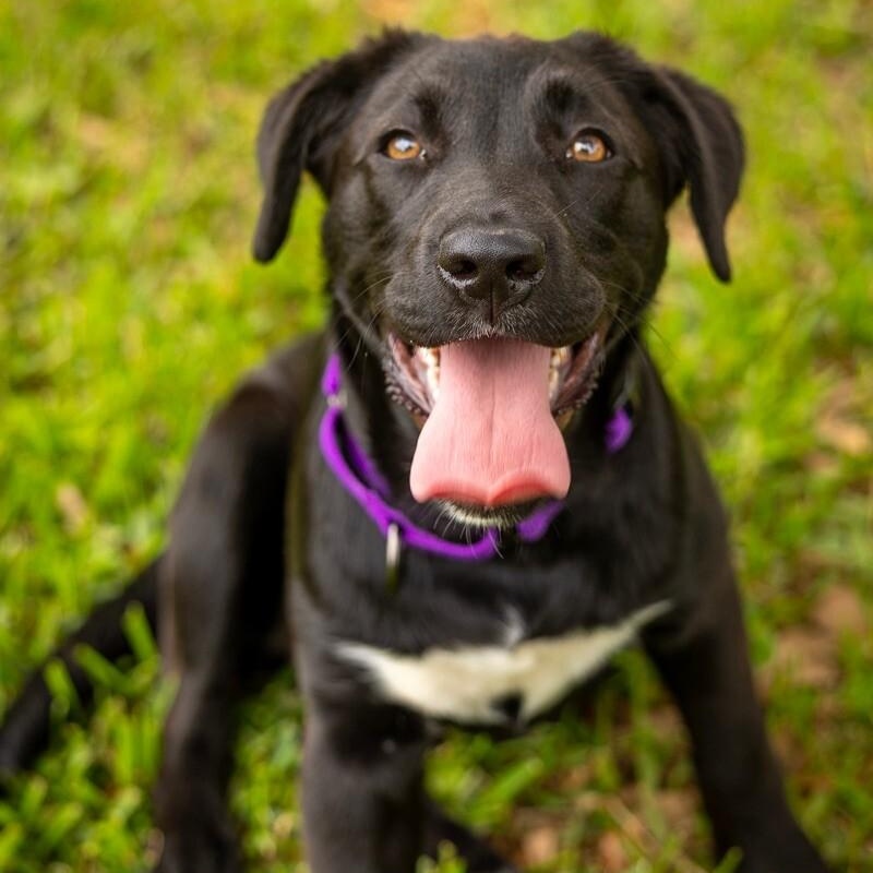 Dog for adoption - Aurora English, a Black Labrador Retriever Mix in Delta, BC | Petfinder