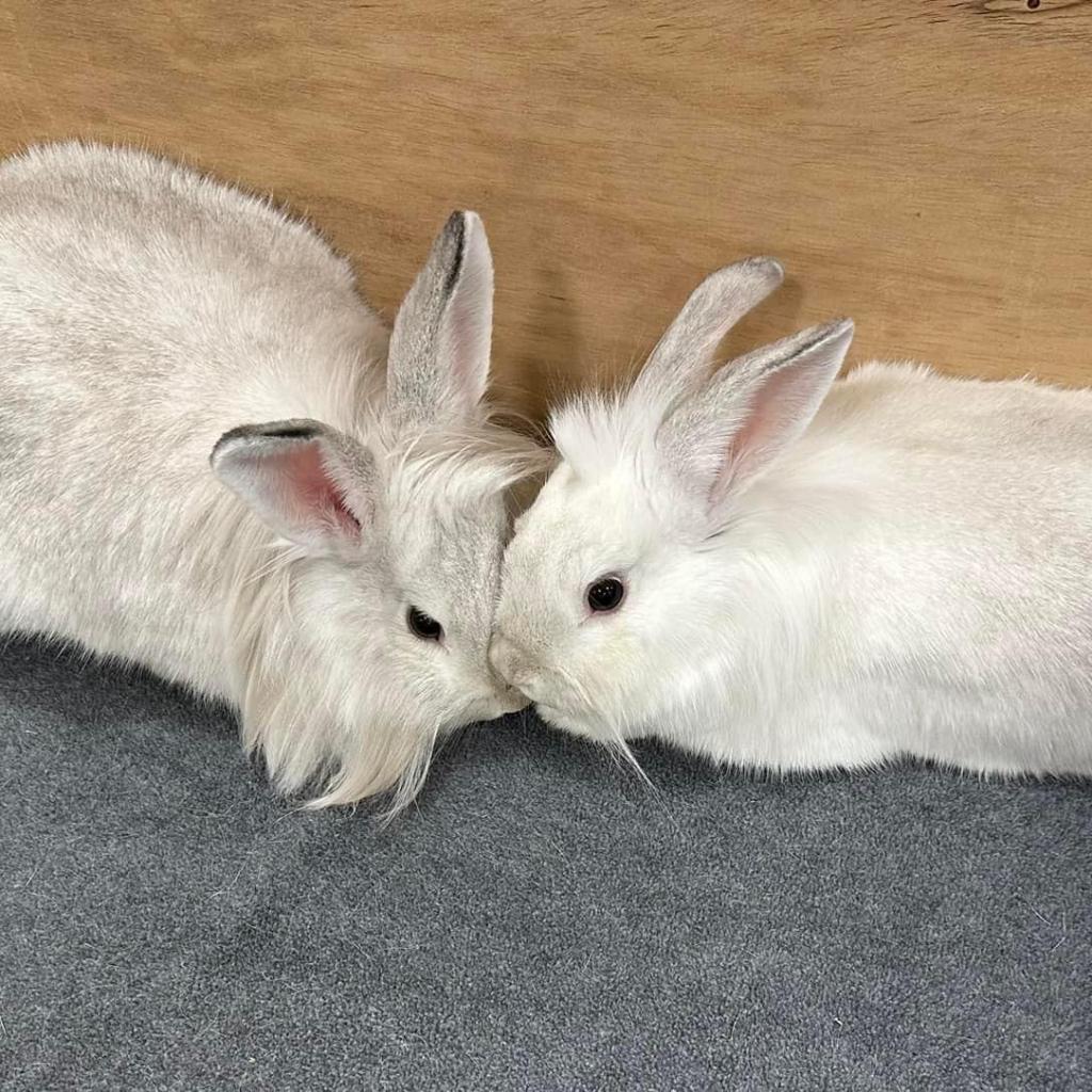 Adopt – Eastern Shore Rabbit Rescue and Education Center