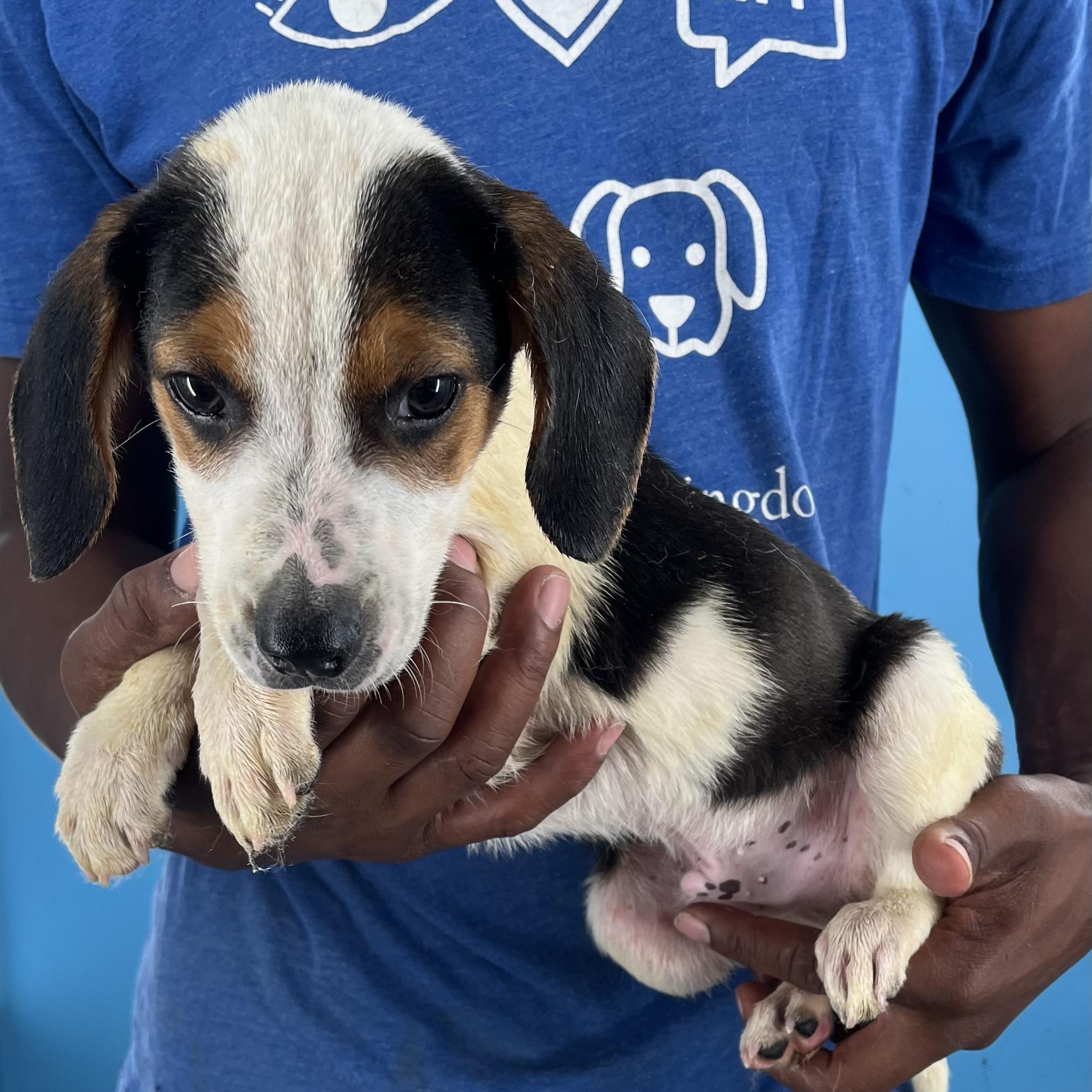 Dog for adoption - Hunter - Local August 30-31, a Beagle Mix in ...