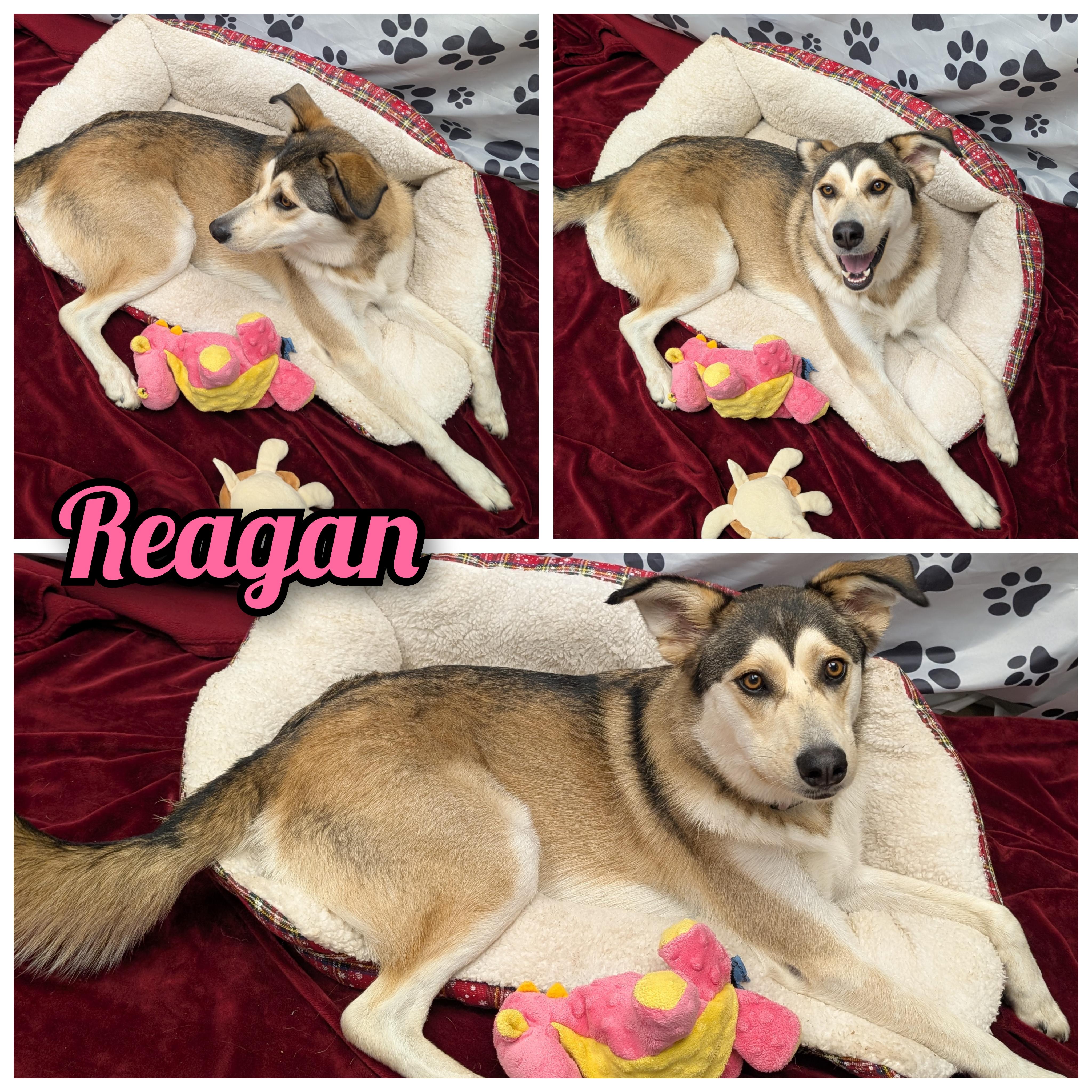 Dog for adoption - Reagan, a Husky & German Shepherd Dog Mix in Wausau ...