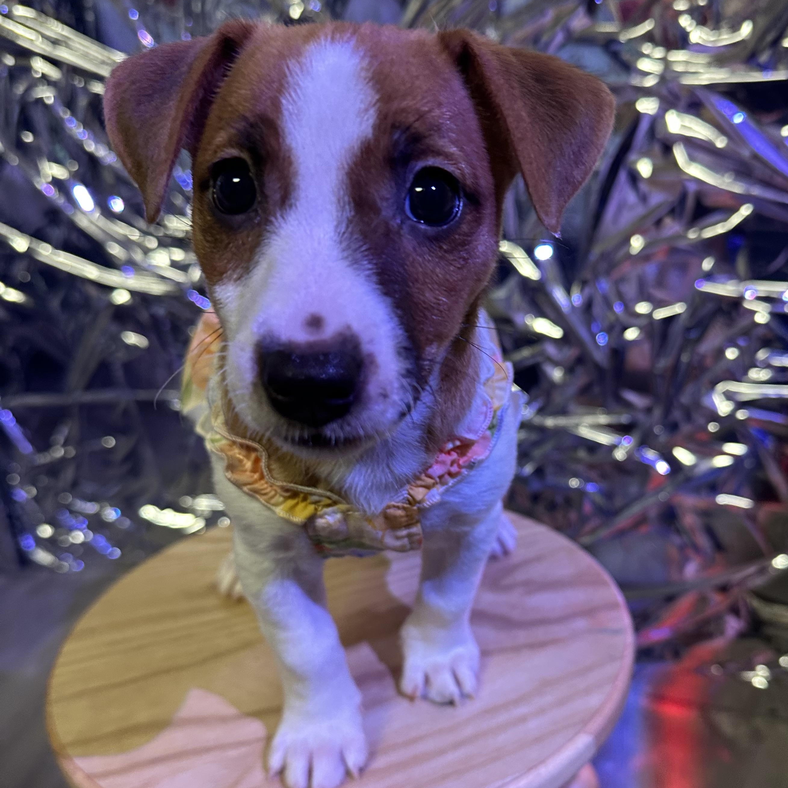 Dog for adoption - Pearl, a Jack Russell Terrier in Wrightstown, NJ | Petfinder