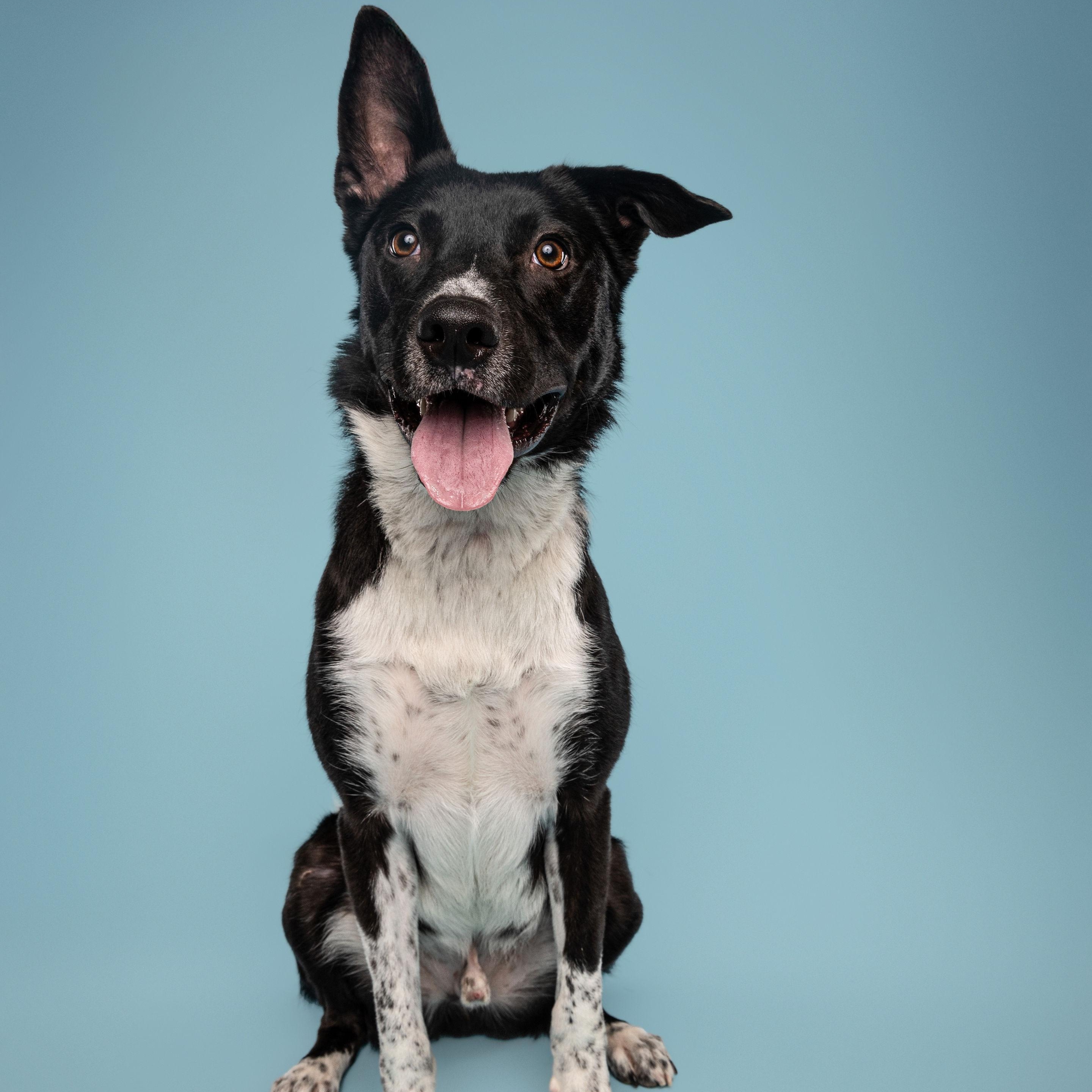 Dog for adoption - Walter, an Australian Cattle Dog / Blue Heeler ...