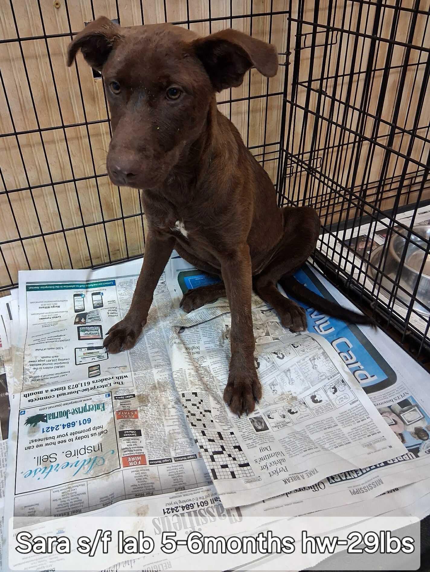 Dog for adoption - Sara, a Labrador Retriever in Ringwood, NJ | Petfinder