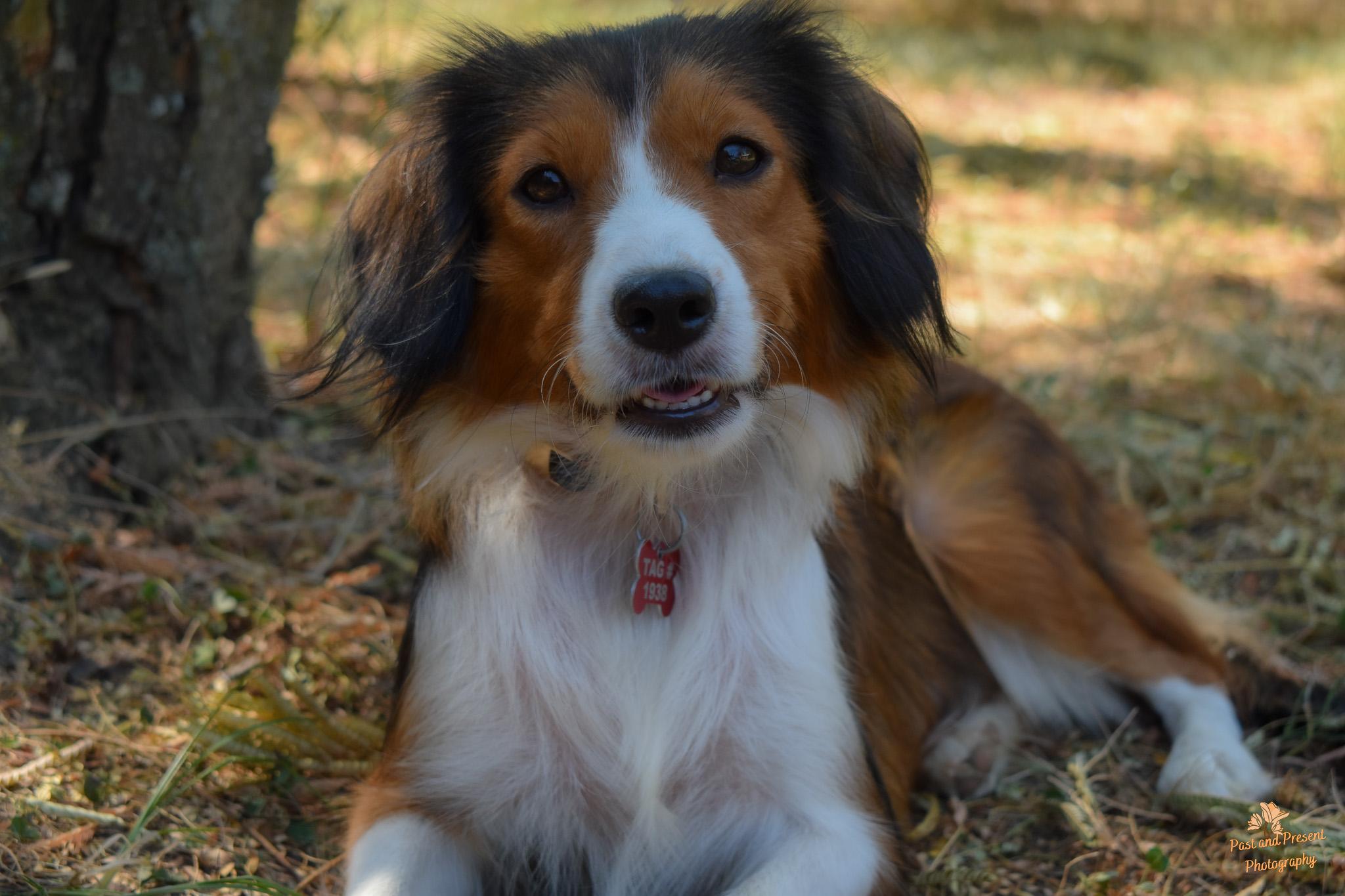 Dog for adoption - Sabella, a Cavalier King Charles Spaniel & Shetland ...