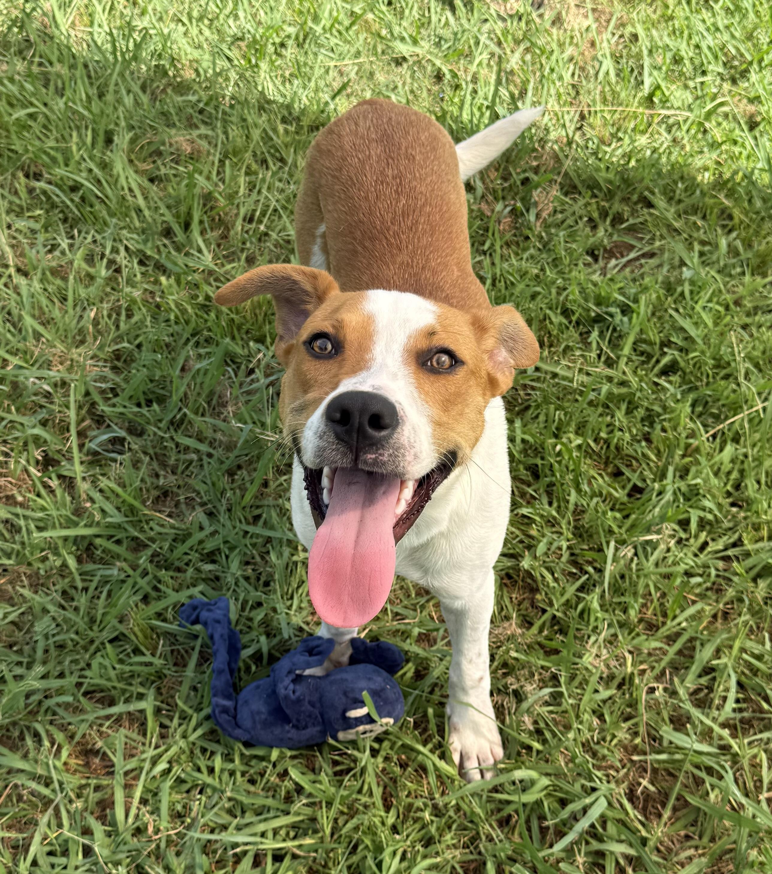 Dog for adoption - Joe, a German Shorthaired Pointer Mix in Bloomsburg, PA | Petfinder