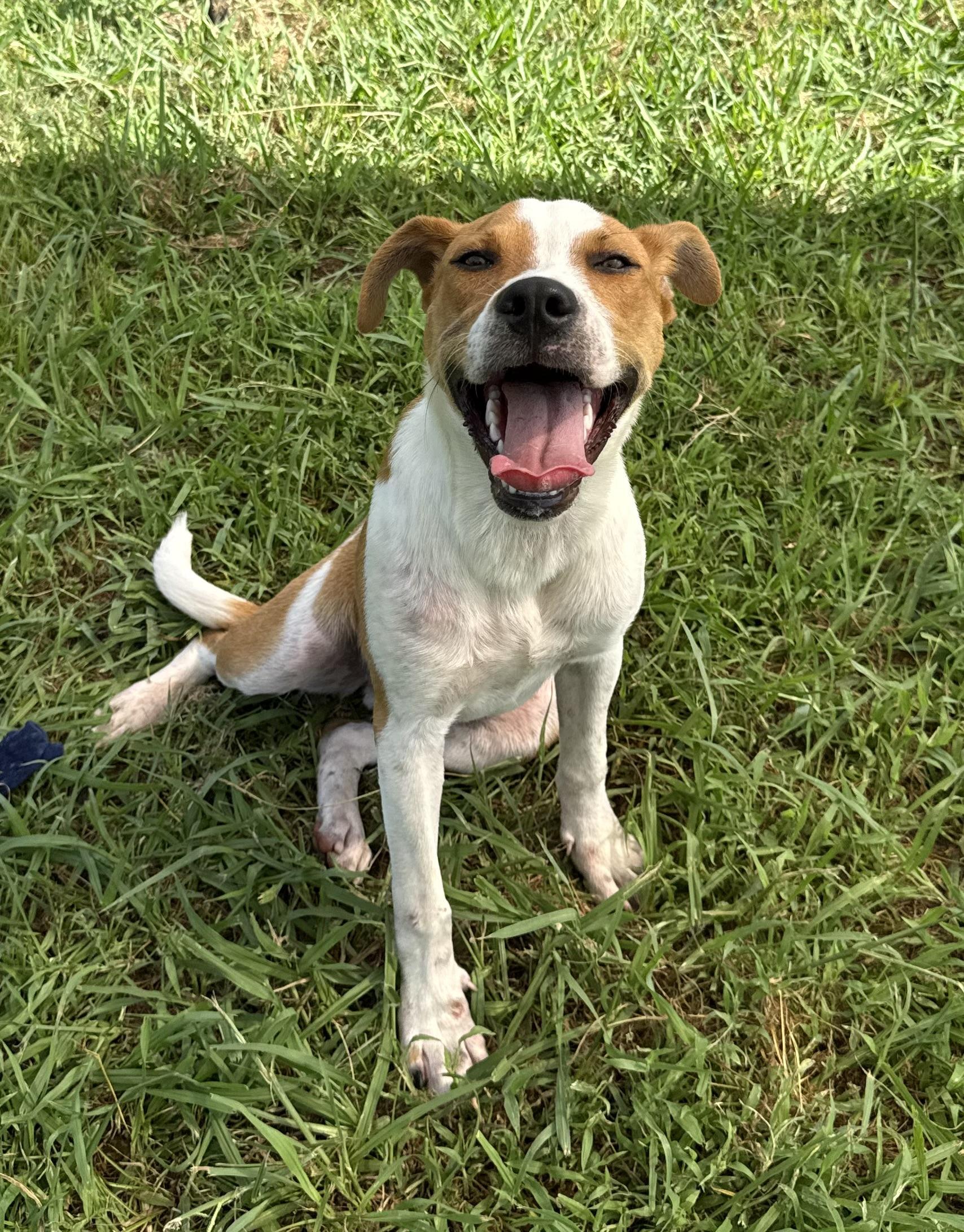 Dog for adoption - Joe, a German Shorthaired Pointer Mix in Bloomsburg, PA | Petfinder