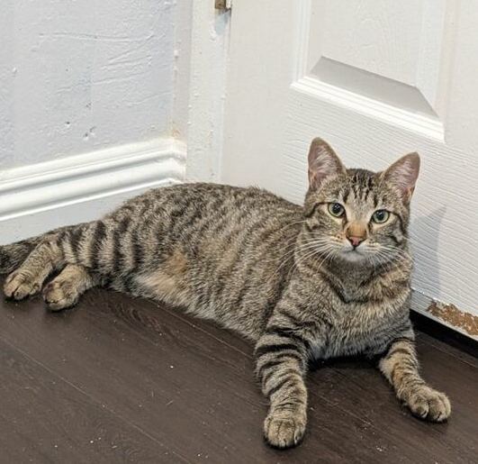 Cat for adoption - Picalilli (female) , a Tabby in Anaheim, CA | Petfinder