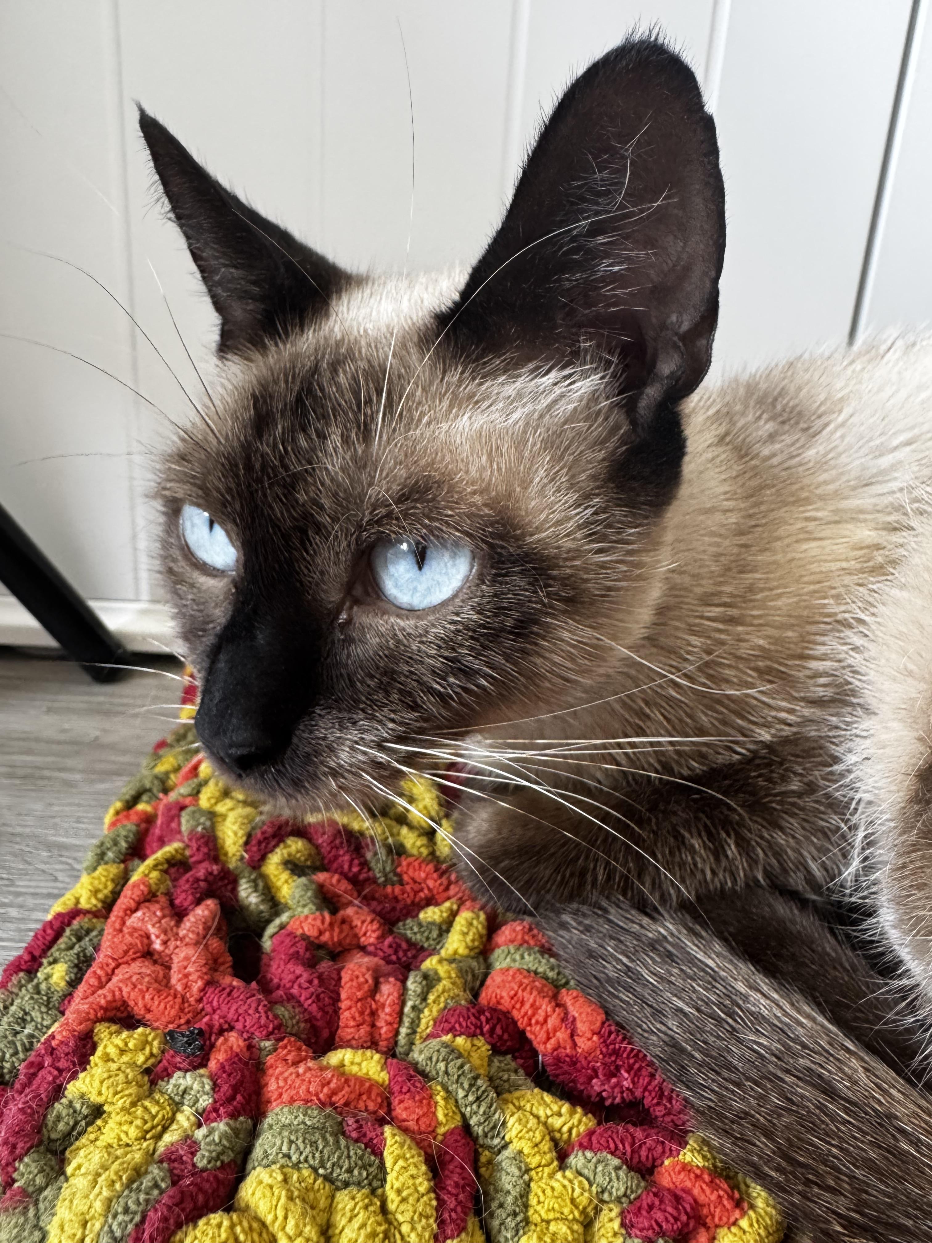 Cat for adoption - Celeste, a Siamese in Tampa, FL | Petfinder