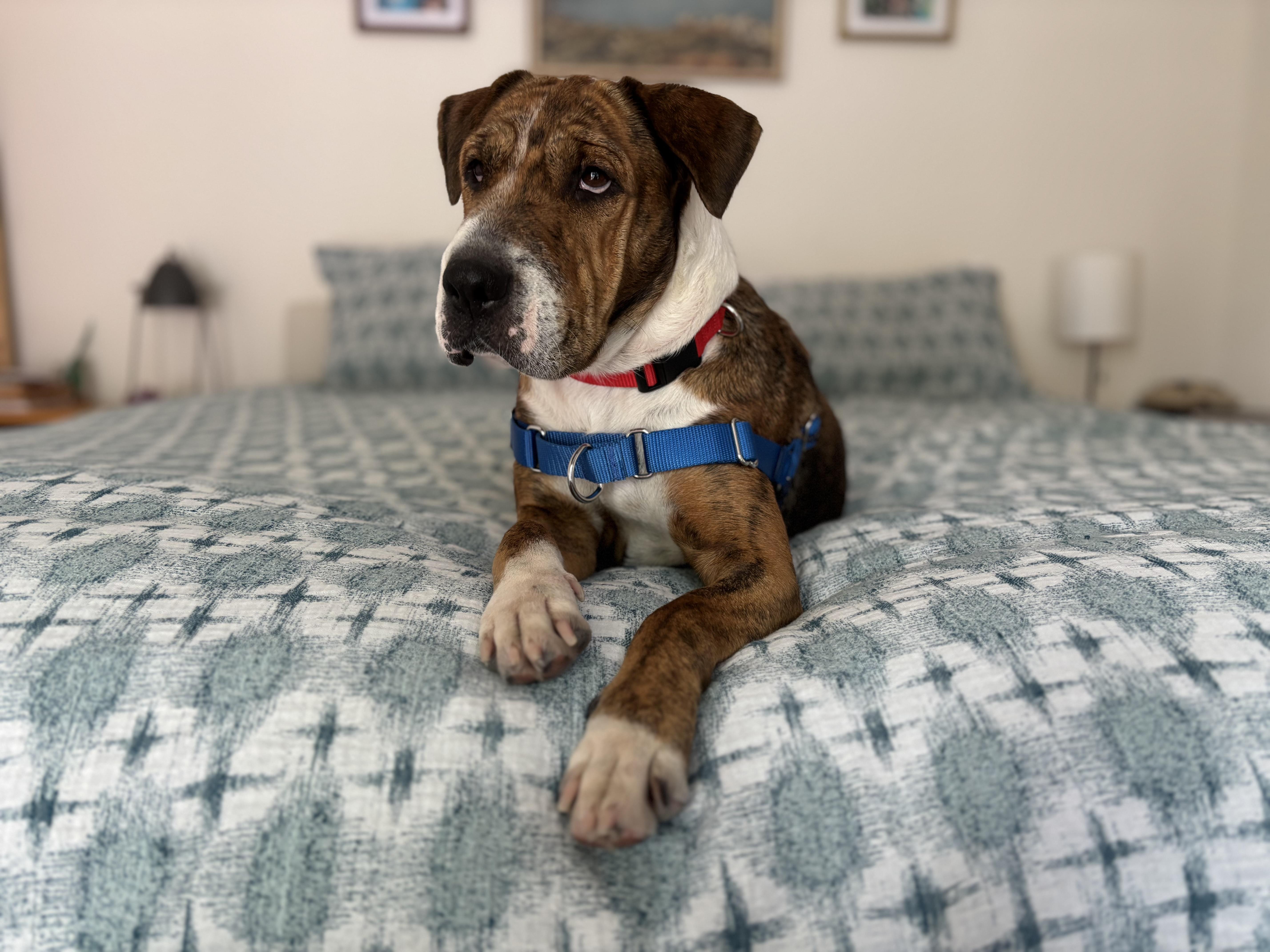 Dog for adoption - Ginny, a Shar-Pei Mix in Santa Rosa, CA | Petfinder