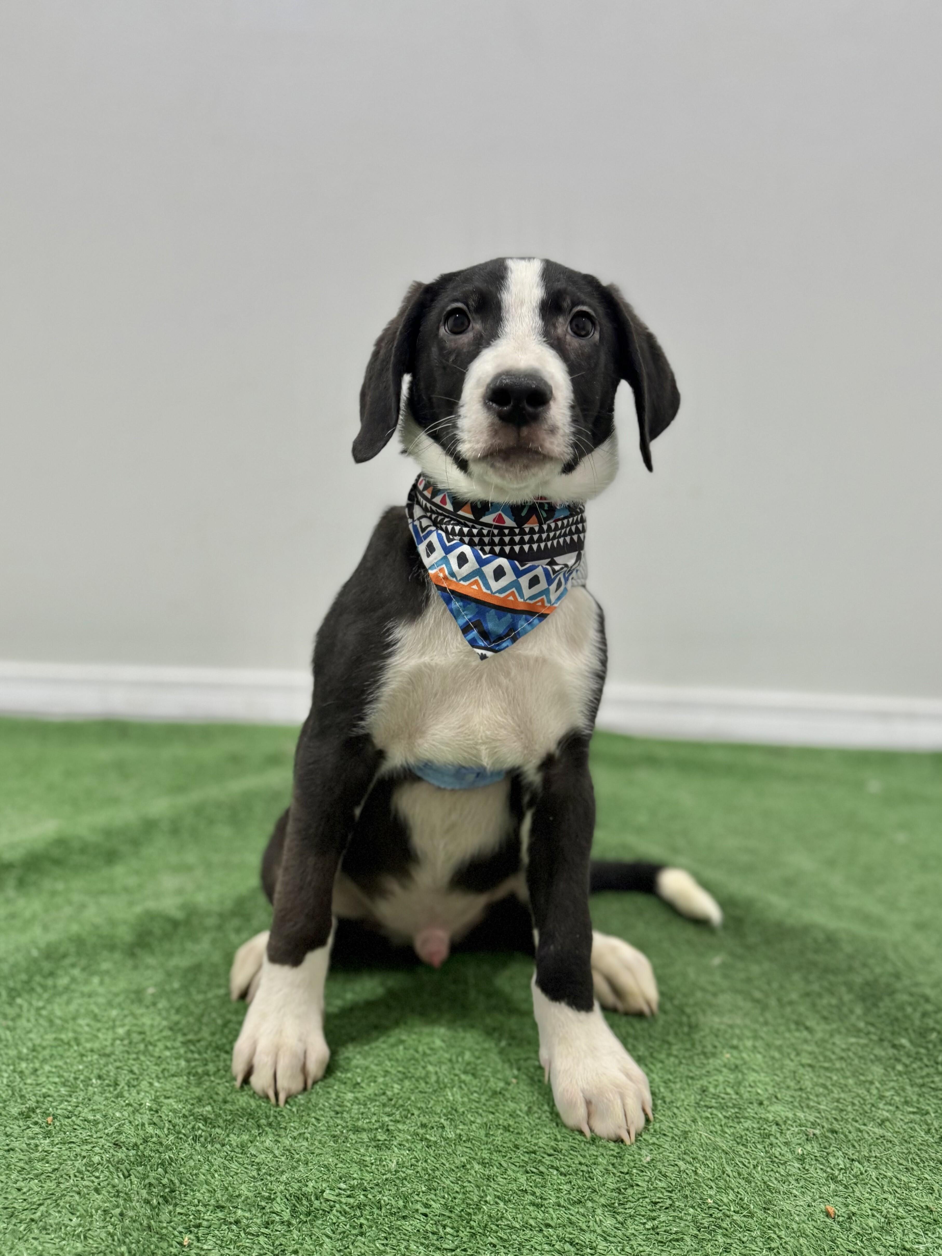 Dog for adoption - Troy, a Labrador Retriever & Foxhound Mix in Richmond, CA | Petfinder