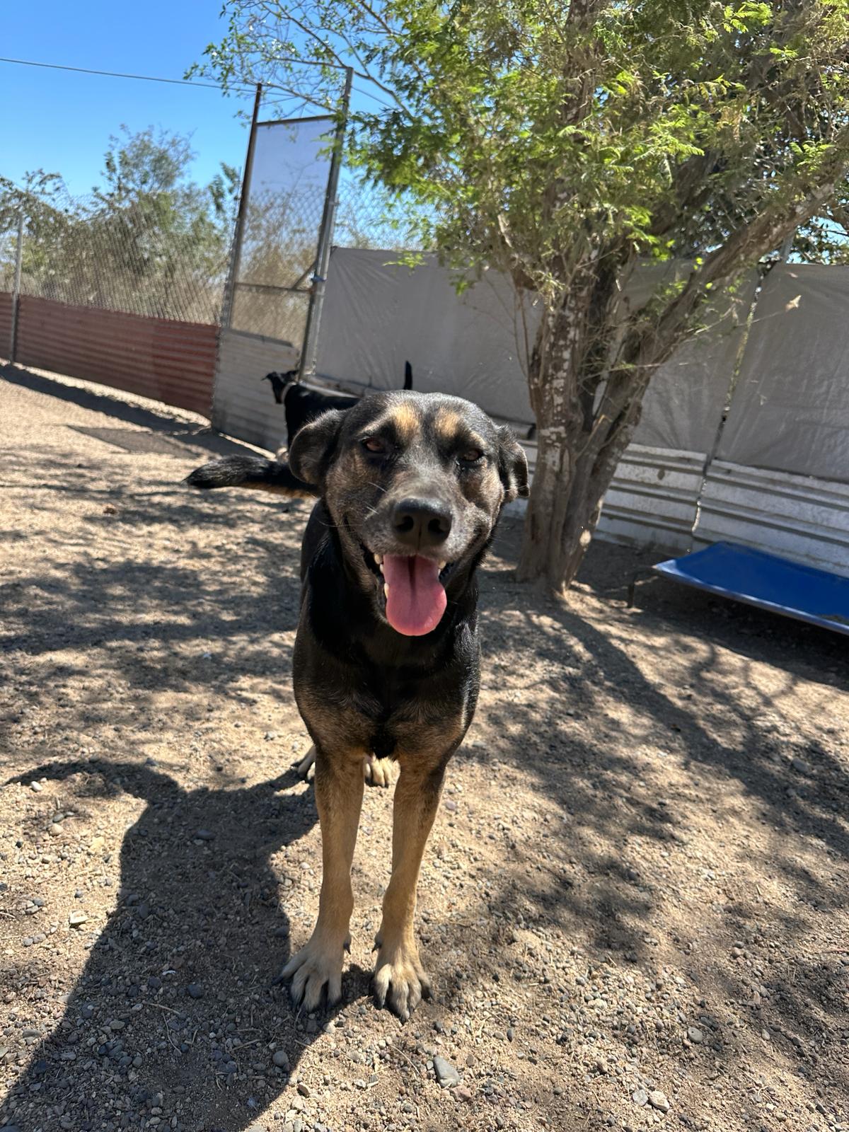 Dog for adoption - Lola, a Mixed Breed in San Diego, CA | Petfinder