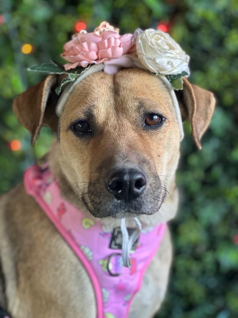 Dog for adoption - Jessie, a German Shepherd Dog & Black Mouth Cur Mix ...