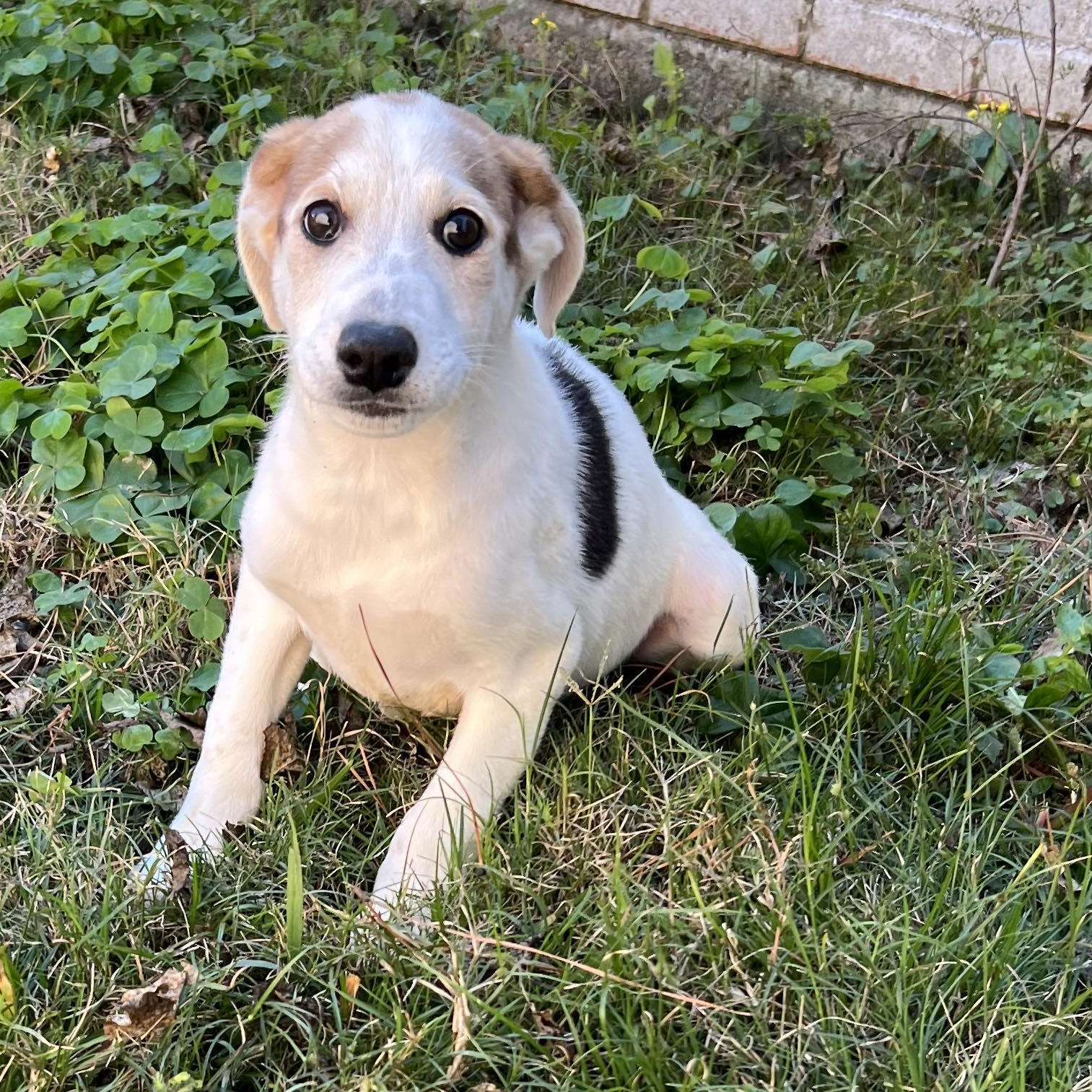 Dog for adoption - Joye, a Labrador Retriever Mix in Brattleboro, VT | Petfinder