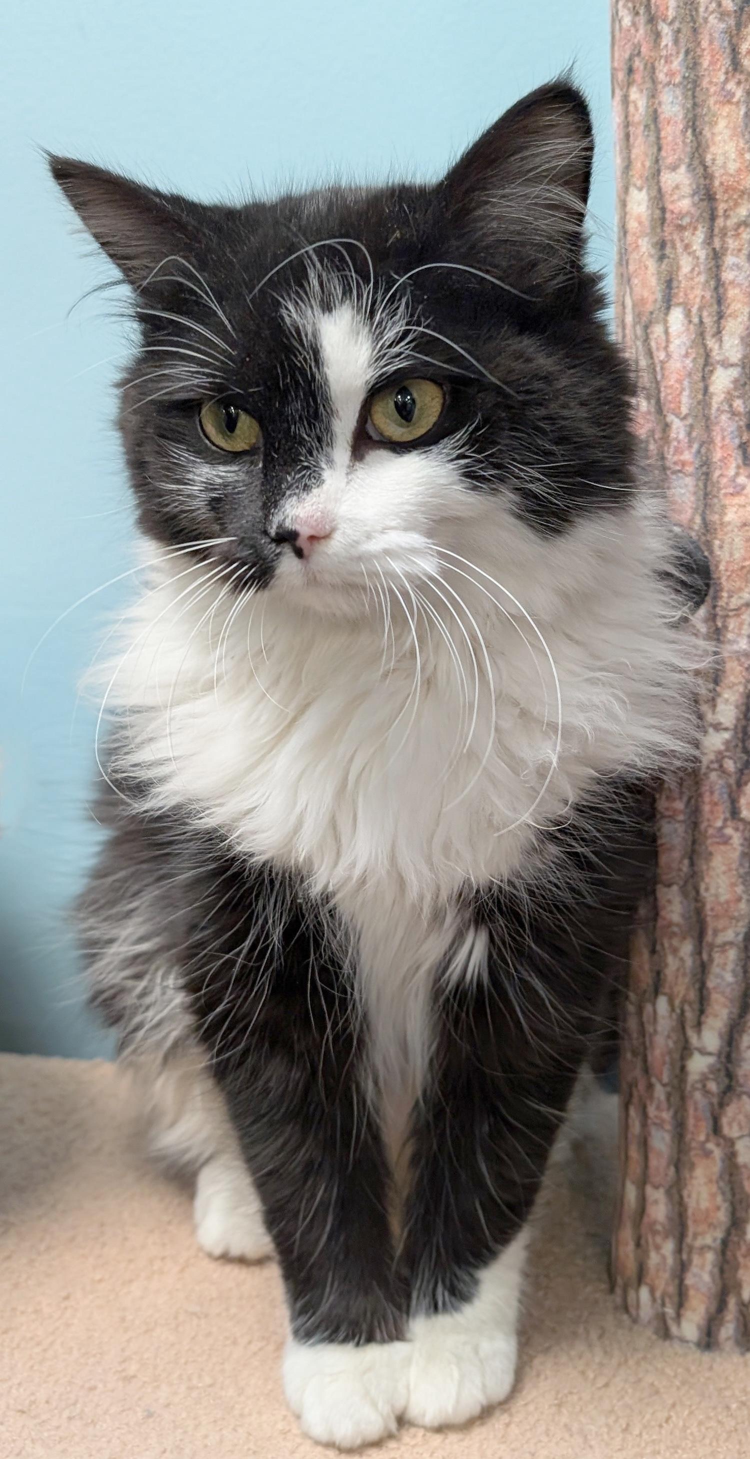 Available Cats and Kittens - Johnston County Animal Protection League ...