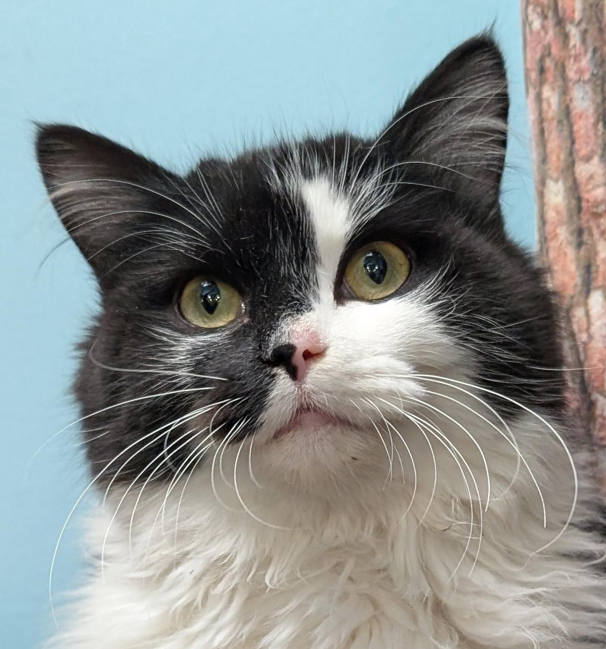 Available Cats and Kittens - Johnston County Animal Protection League ...