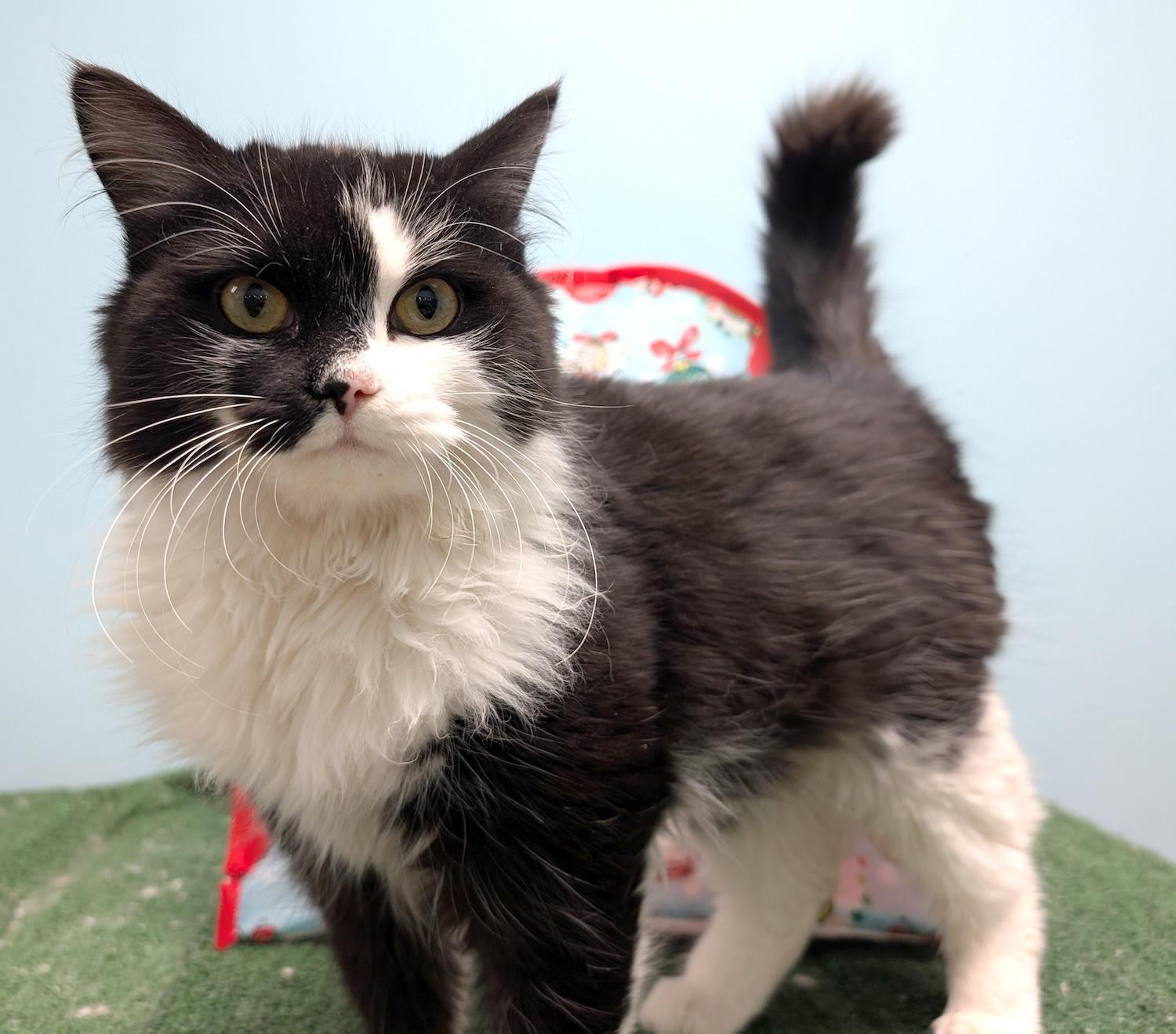 Available Cats and Kittens - Johnston County Animal Protection League ...