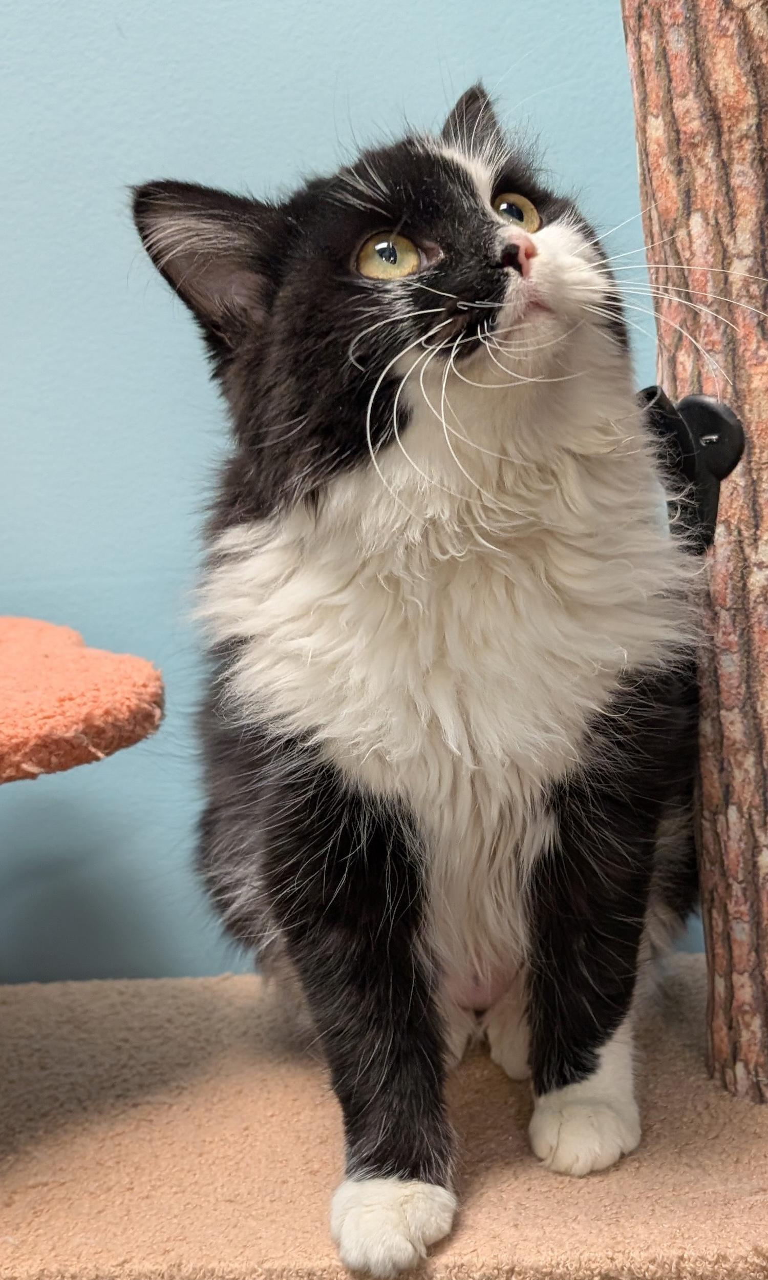 Available Cats and Kittens - Johnston County Animal Protection League ...