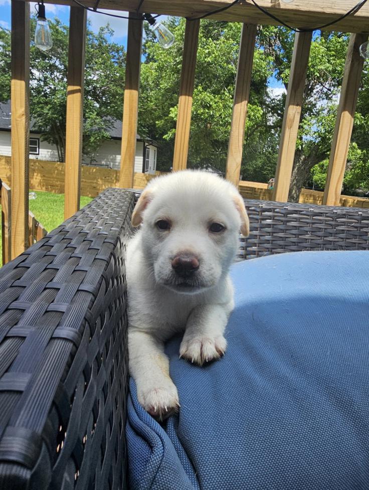 Dog for adoption - Ashton, a German Shepherd Dog Mix in Pittsburgh, PA ...