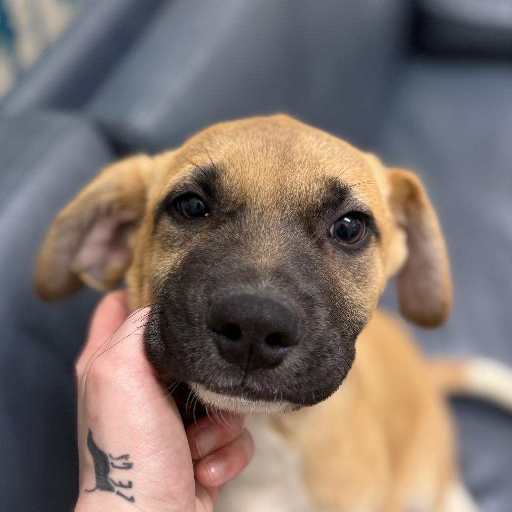 Dog for adoption - Quill, a Labrador Retriever & Boxer Mix in ...