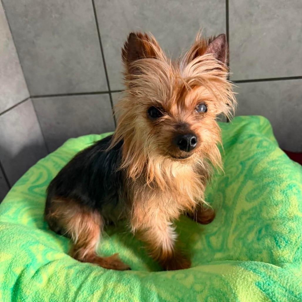 Dook - Adoptable Pet | Petfinder