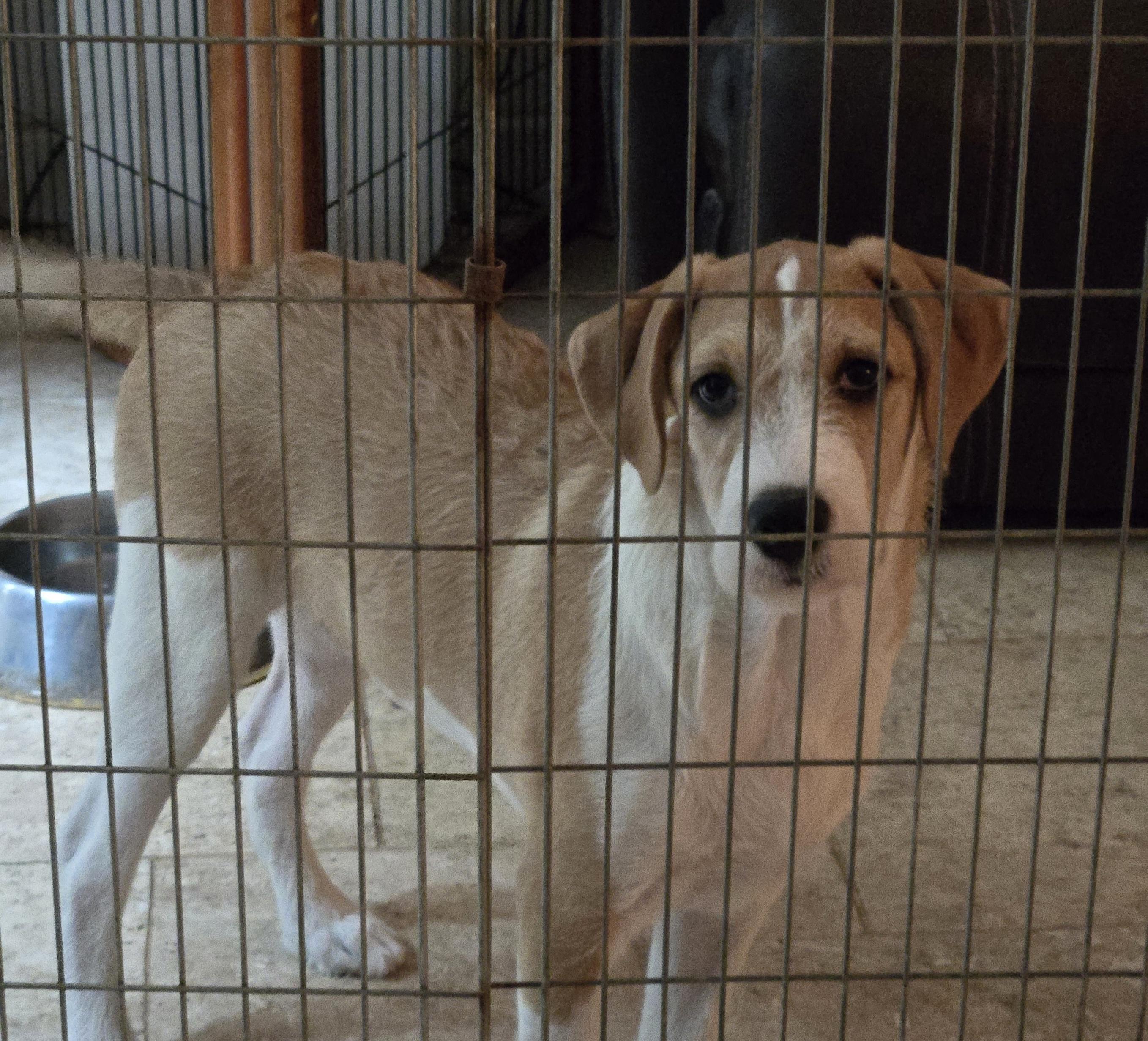 Dog for adoption - Ginger, a German Wirehaired Pointer & Wirehaired ...