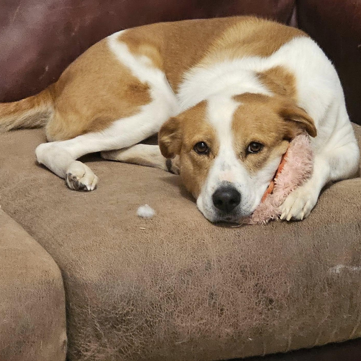 Dog for adoption - Ginger Snap, a Collie & Labrador Retriever Mix in ...