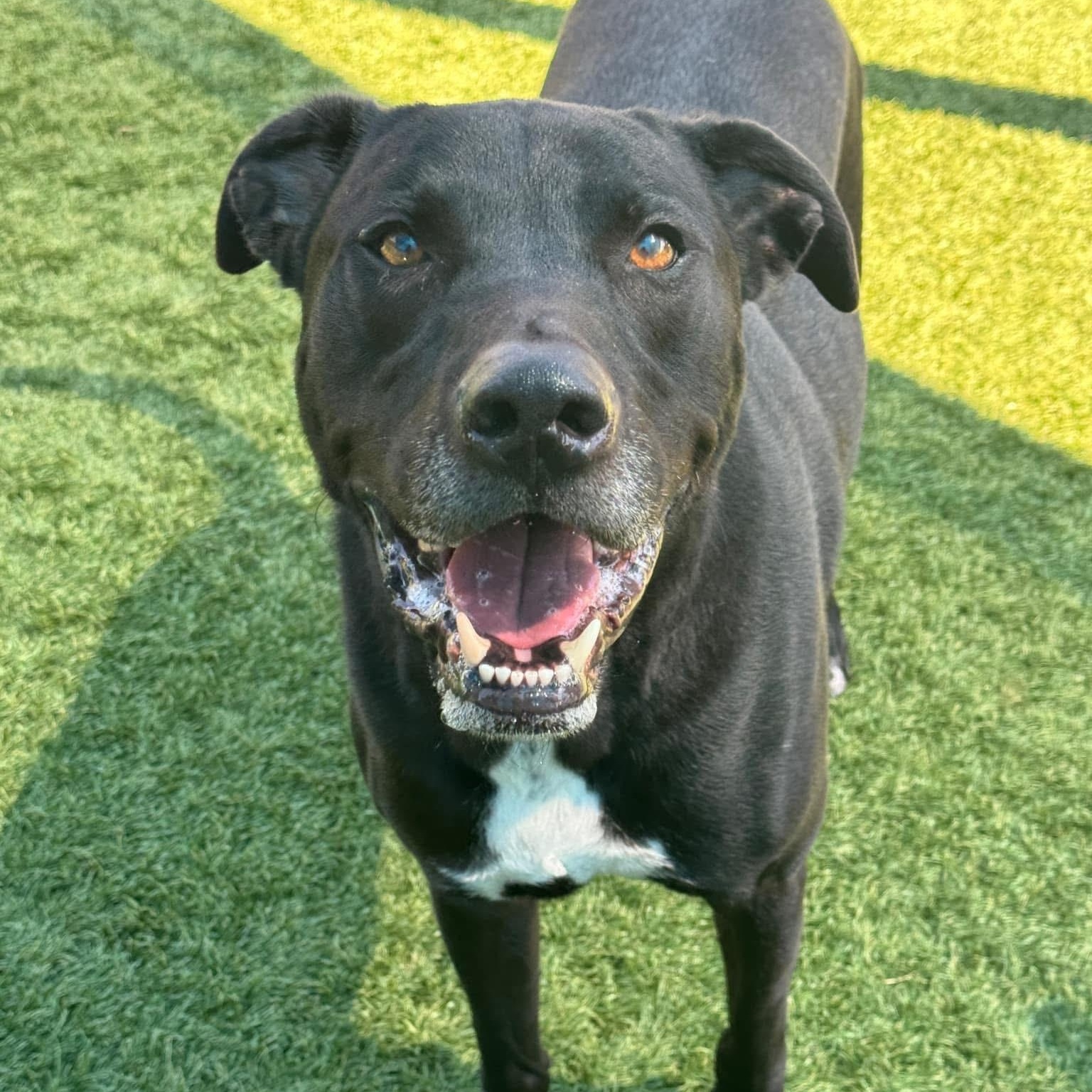Dog for adoption - Hondo, a Black Labrador Retriever Mix in Bellingham ...