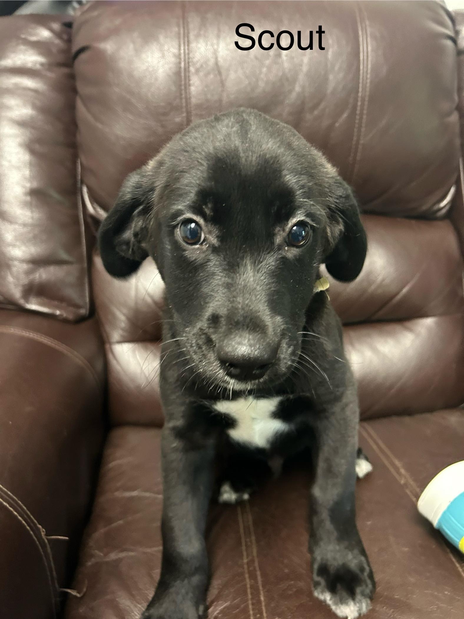 Dog for adoption - Scout, a Black Labrador Retriever Mix in Hop Bottom ...