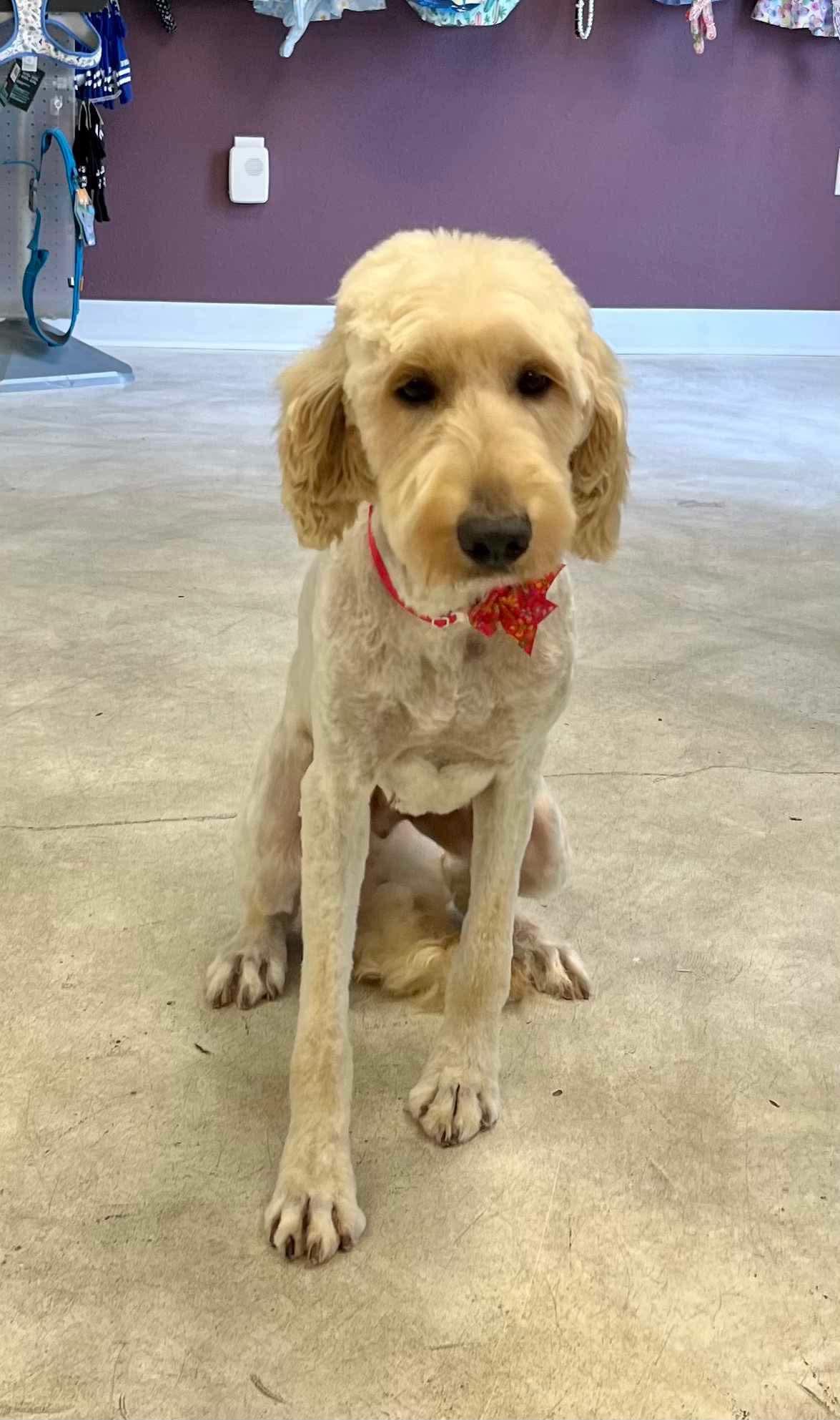 Dog for adoption - Winnie, a Goldendoodle in Walker, LA | Petfinder