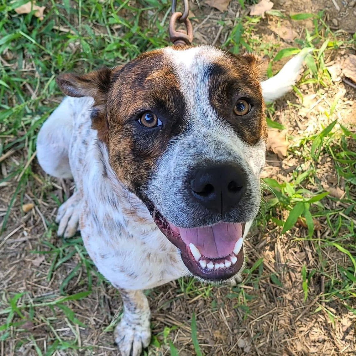 Dog for adoption - Fuzzy, an Australian Cattle Dog / Blue Heeler Mix in ...
