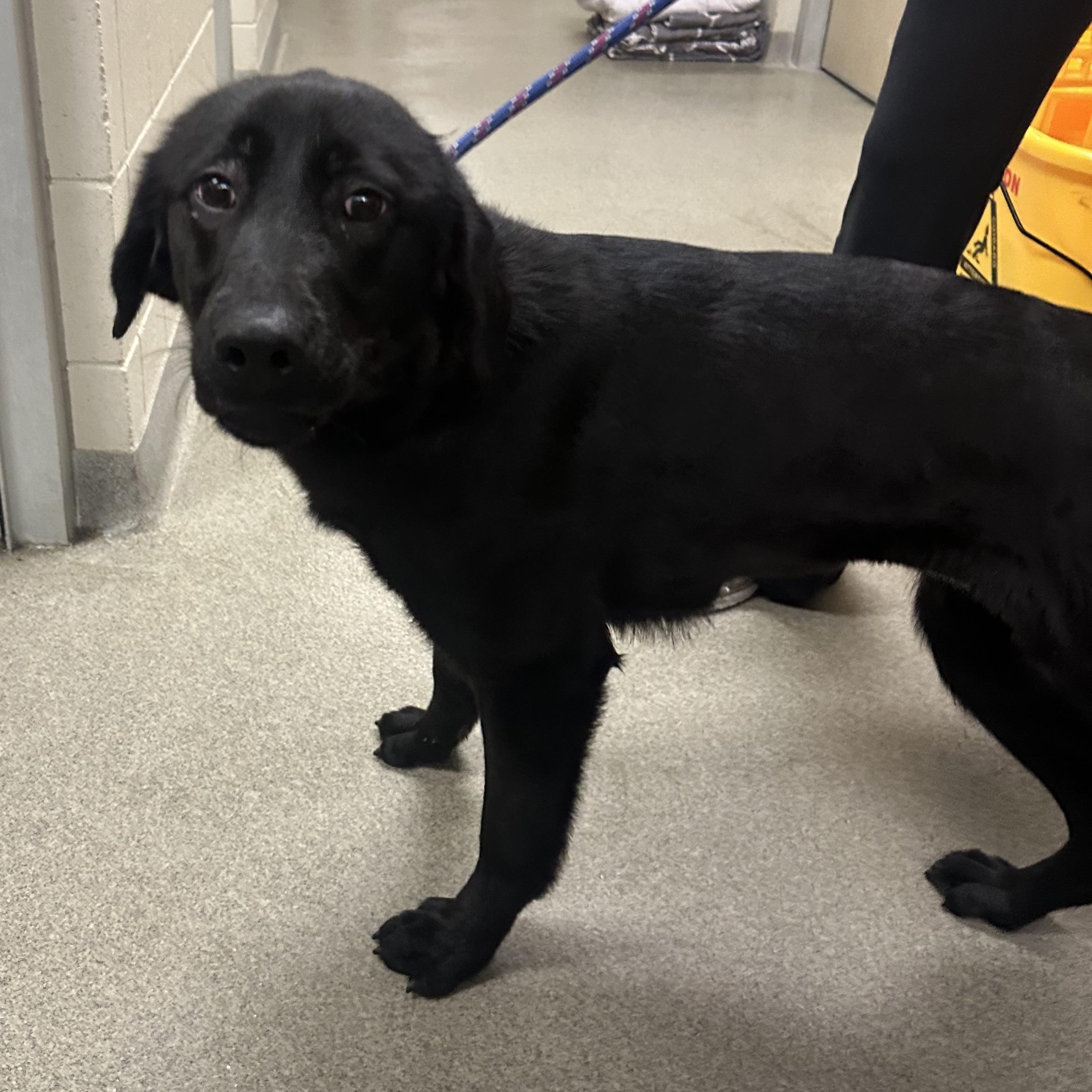 Dog for adoption - Louise, a Black Labrador Retriever Mix in Kearney, NE | Petfinder