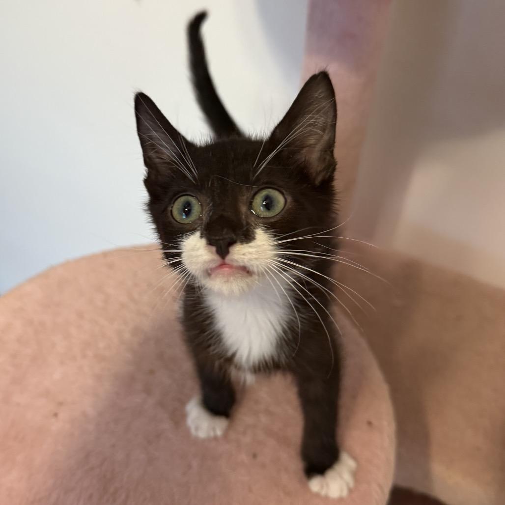 Cat for adoption - Sausage, a Domestic Short Hair in Suffern, NY | Petfinder