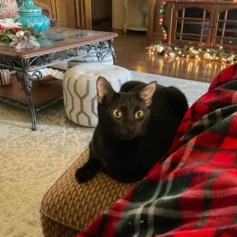 View Our Cats – SPCA of East Texas