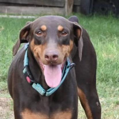 Dog for adoption - Ruby LLD, a Doberman Pinscher in Branson, MO | Petfinder