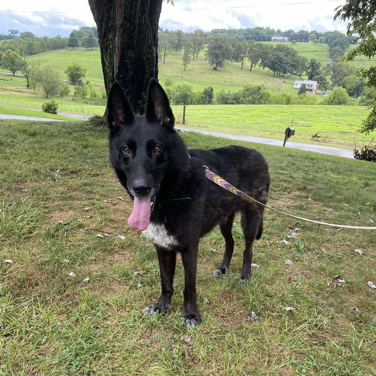 Dog for adoption - Luna, a German Shepherd Dog Mix in West Greenwich ...