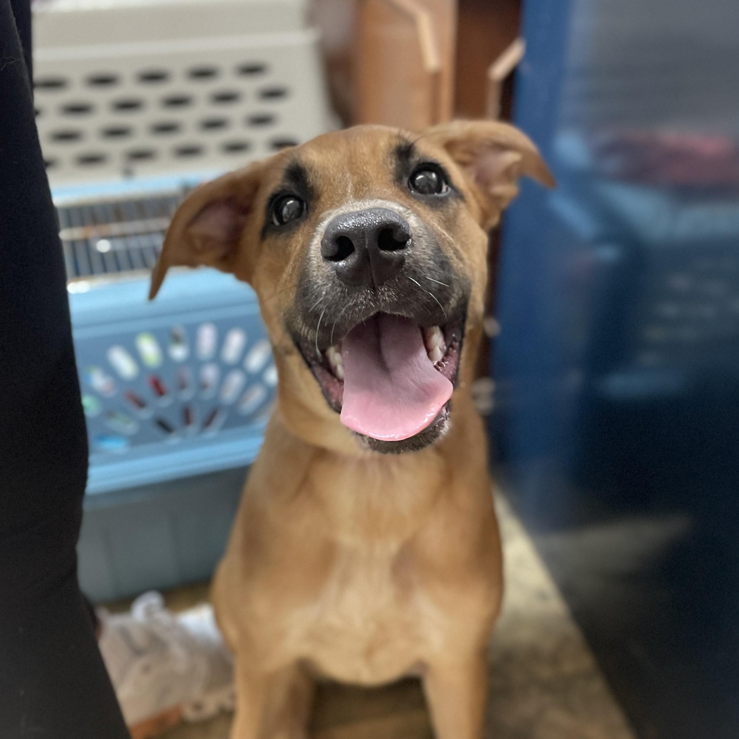 Dog for adoption - Ramona, a Shepherd & Labrador Retriever Mix in ...