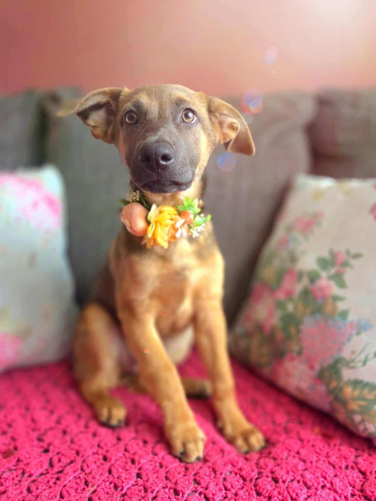 Dog for adoption - Root Beer, a German Shepherd Dog Mix in Murrieta, CA ...