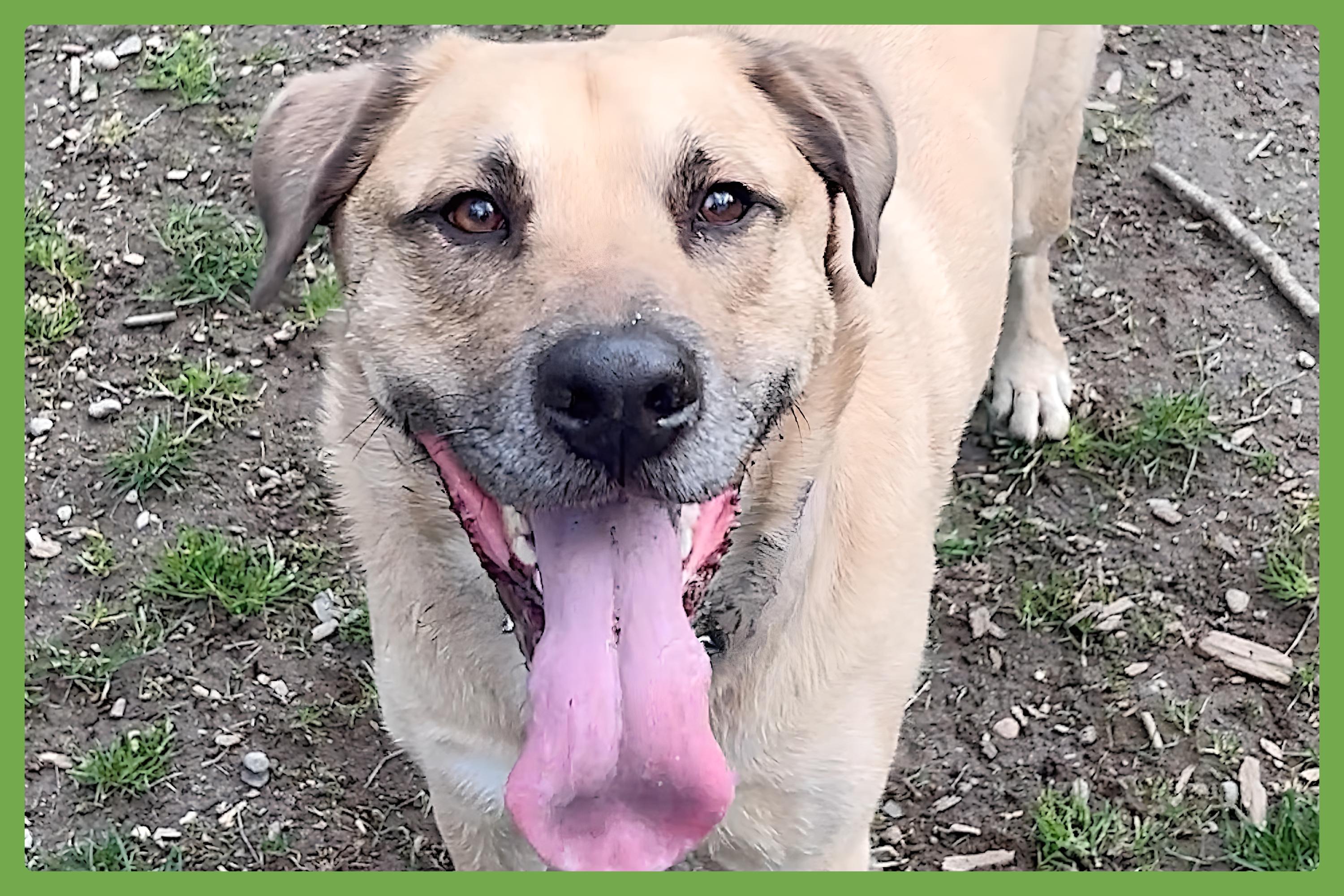 Dog for adoption - Kovu, a Mixed Breed in Seattle, WA | Petfinder