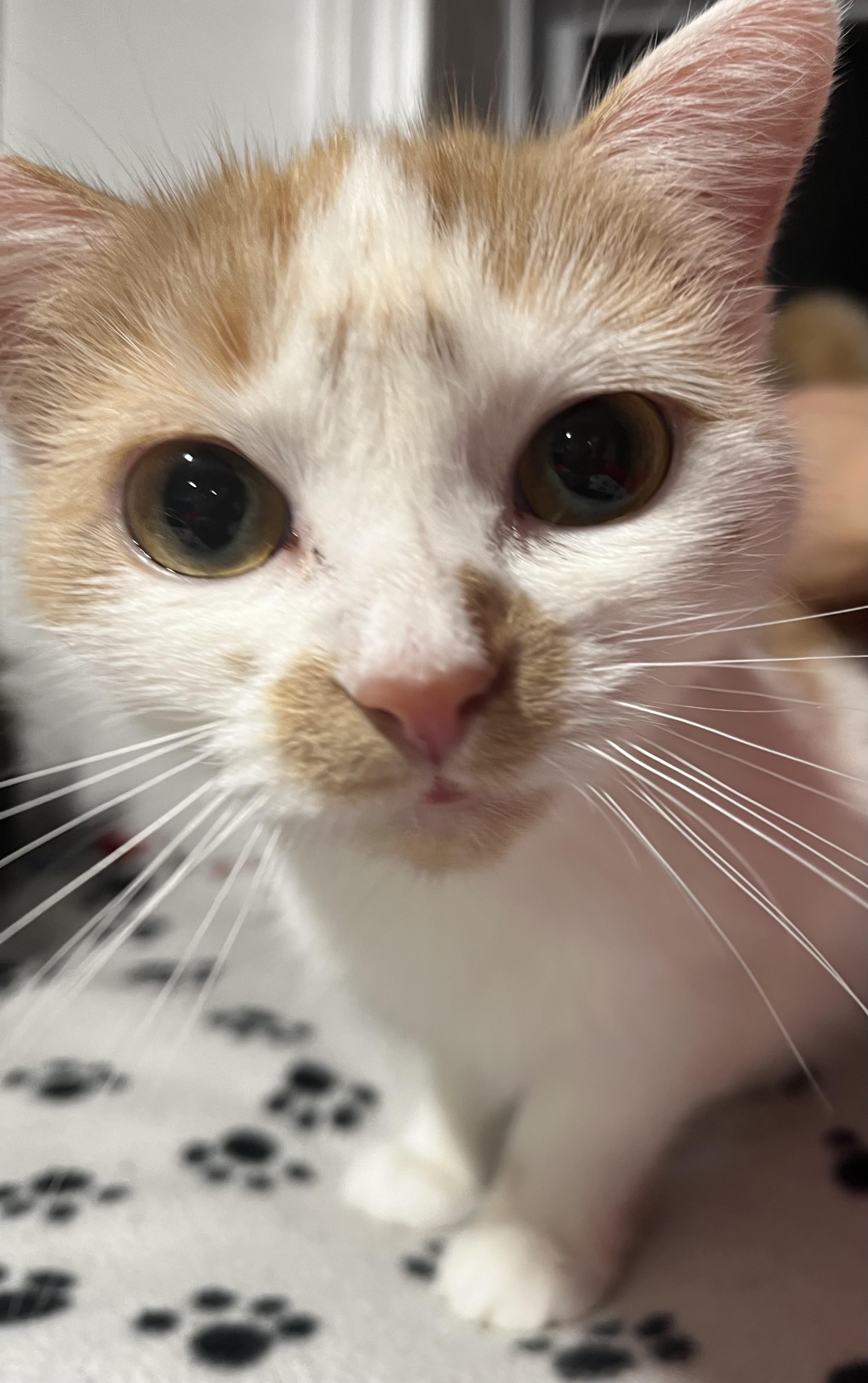 Cat for adoption - Harvest, a Domestic Short Hair in North Huntingdon ...