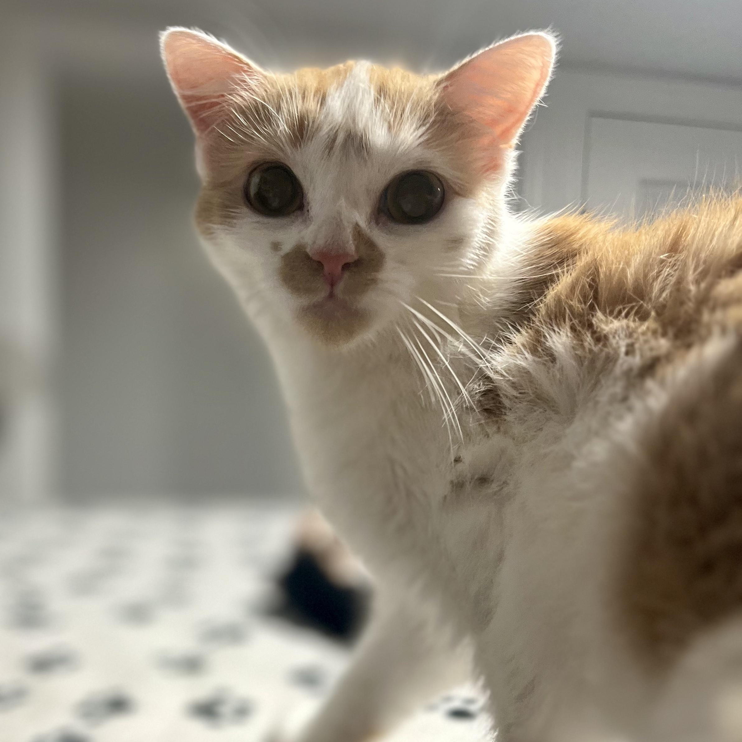 Cat for adoption - Harvest, a Domestic Short Hair in North Huntingdon ...