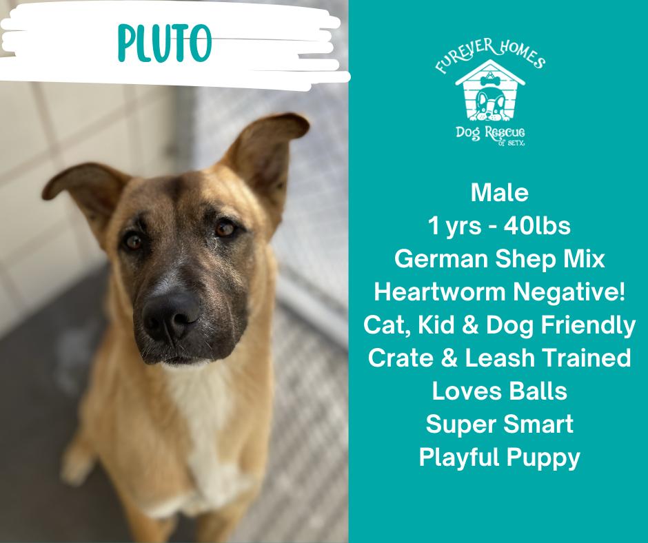 Dog for adoption - Pluto, a German Shepherd Dog in Aulac, NB | Petfinder
