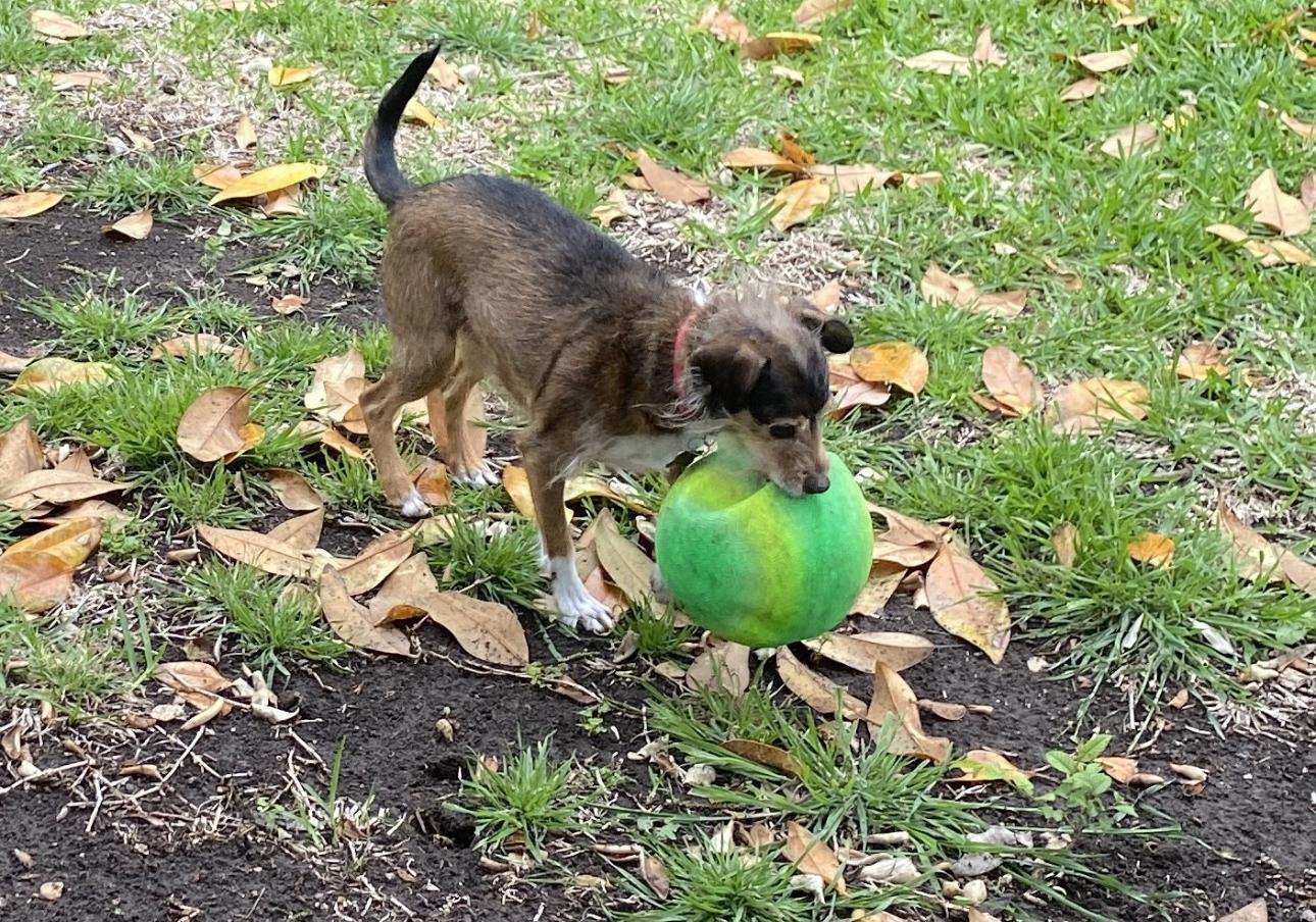 Dog for adoption - MAX, a Schnauzer & Yorkshire Terrier Mix in Grand ...