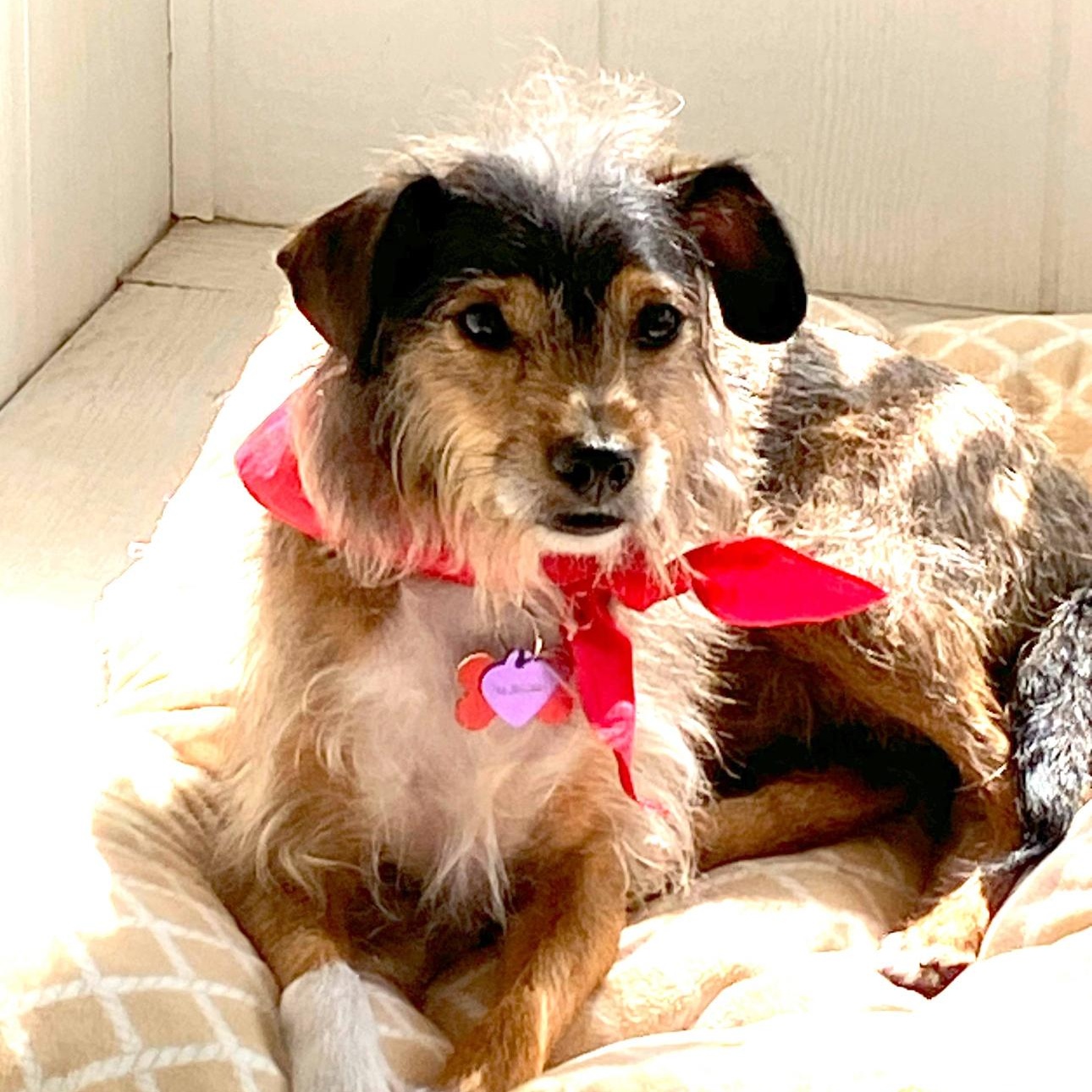 Dog for adoption - MAX, a Schnauzer & Yorkshire Terrier Mix in Grand ...