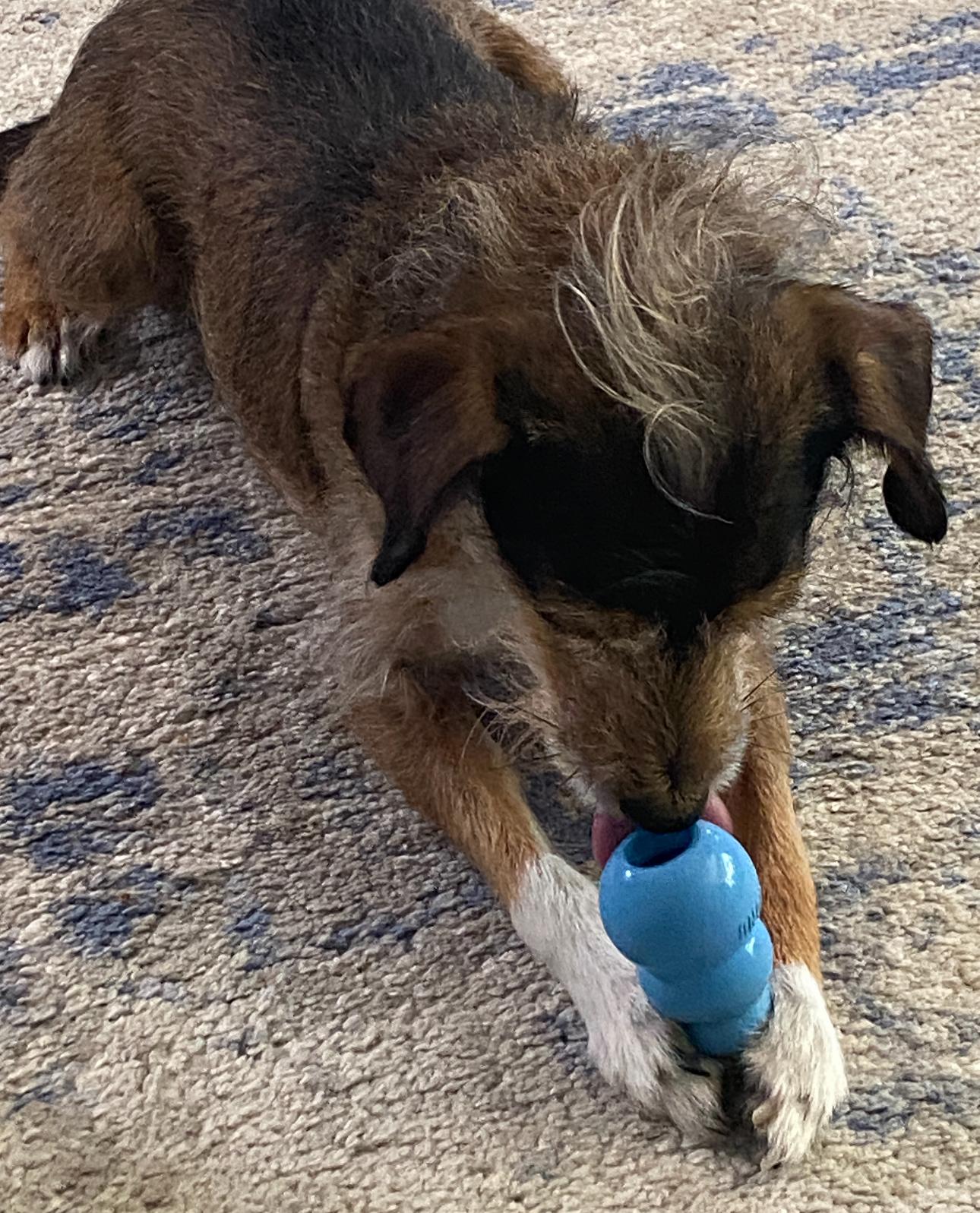 Dog for adoption - MAX, a Schnauzer & Yorkshire Terrier Mix in Grand ...