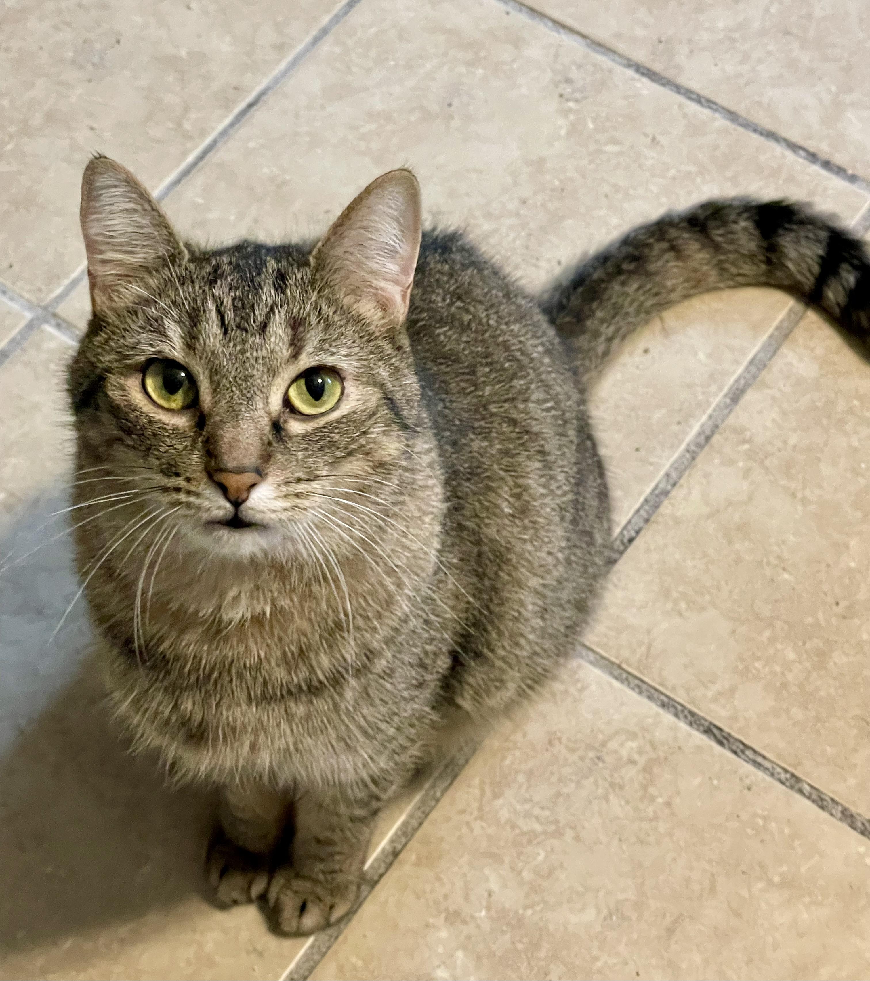 Available Cats - The A.R.K - Animal Recycling Kennel