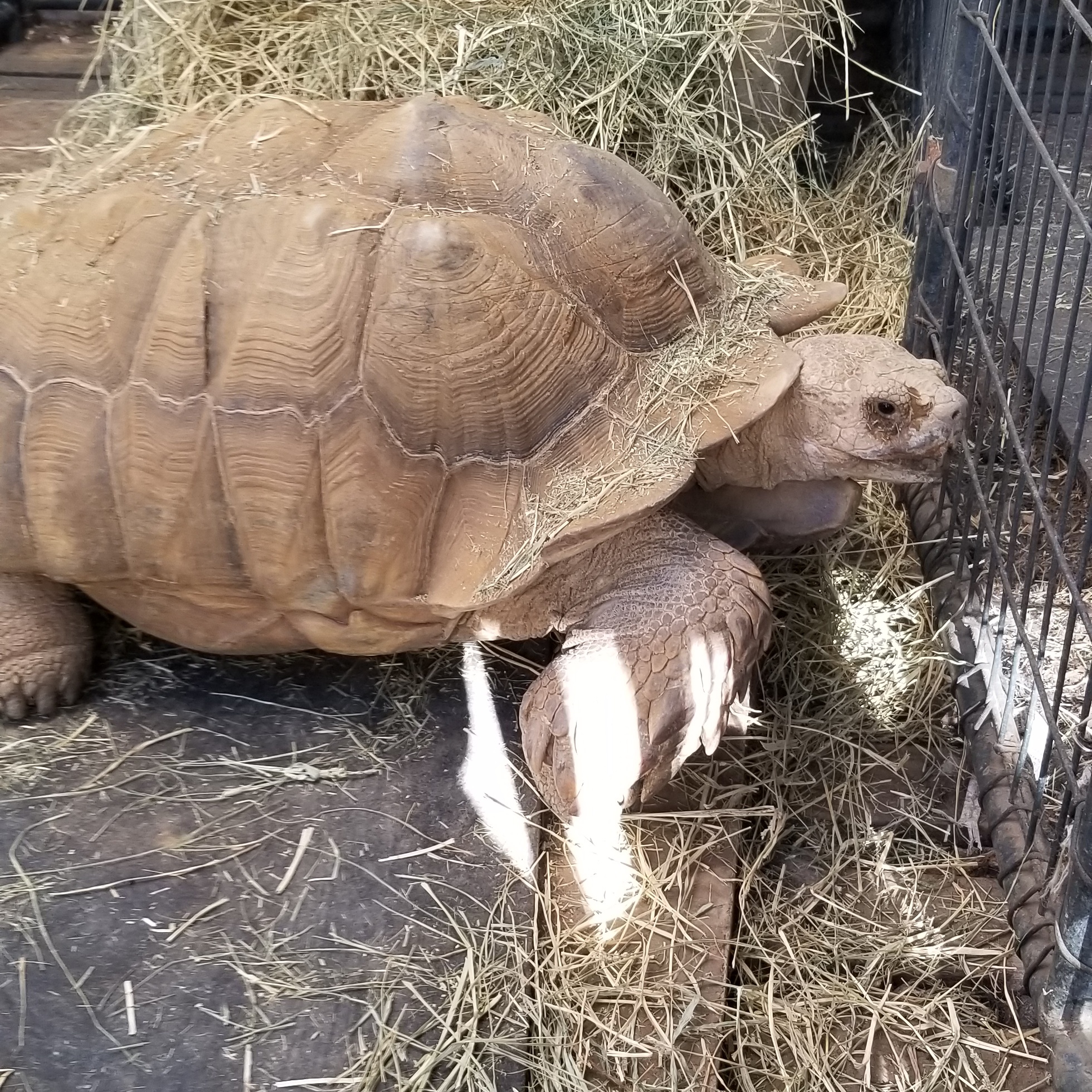 Tortoise for adoption - Wiz, a Sulcata in Modesto, CA | Petfinder